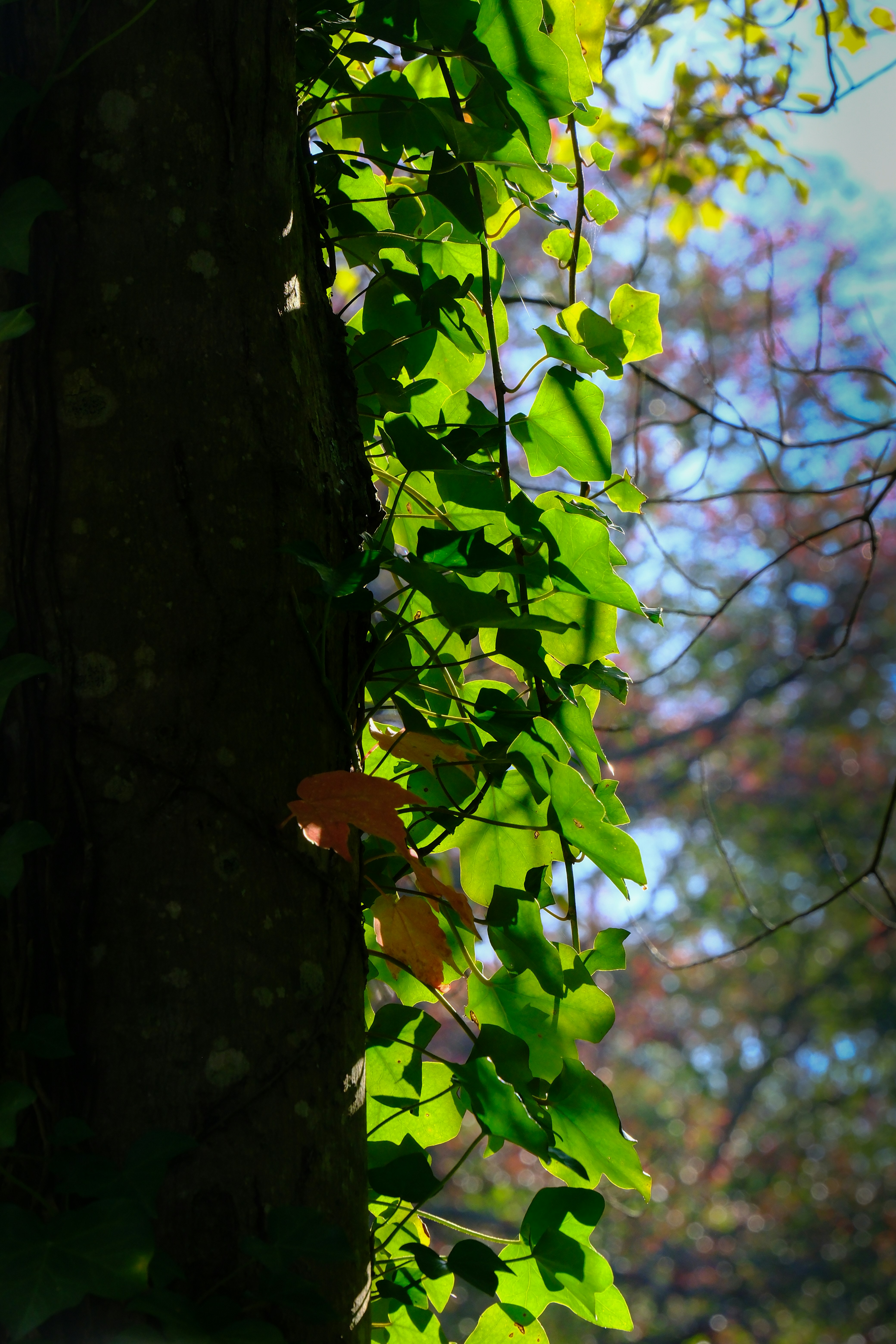 Photo by MICHAEL CHIARA with Fujifilm X-H2S