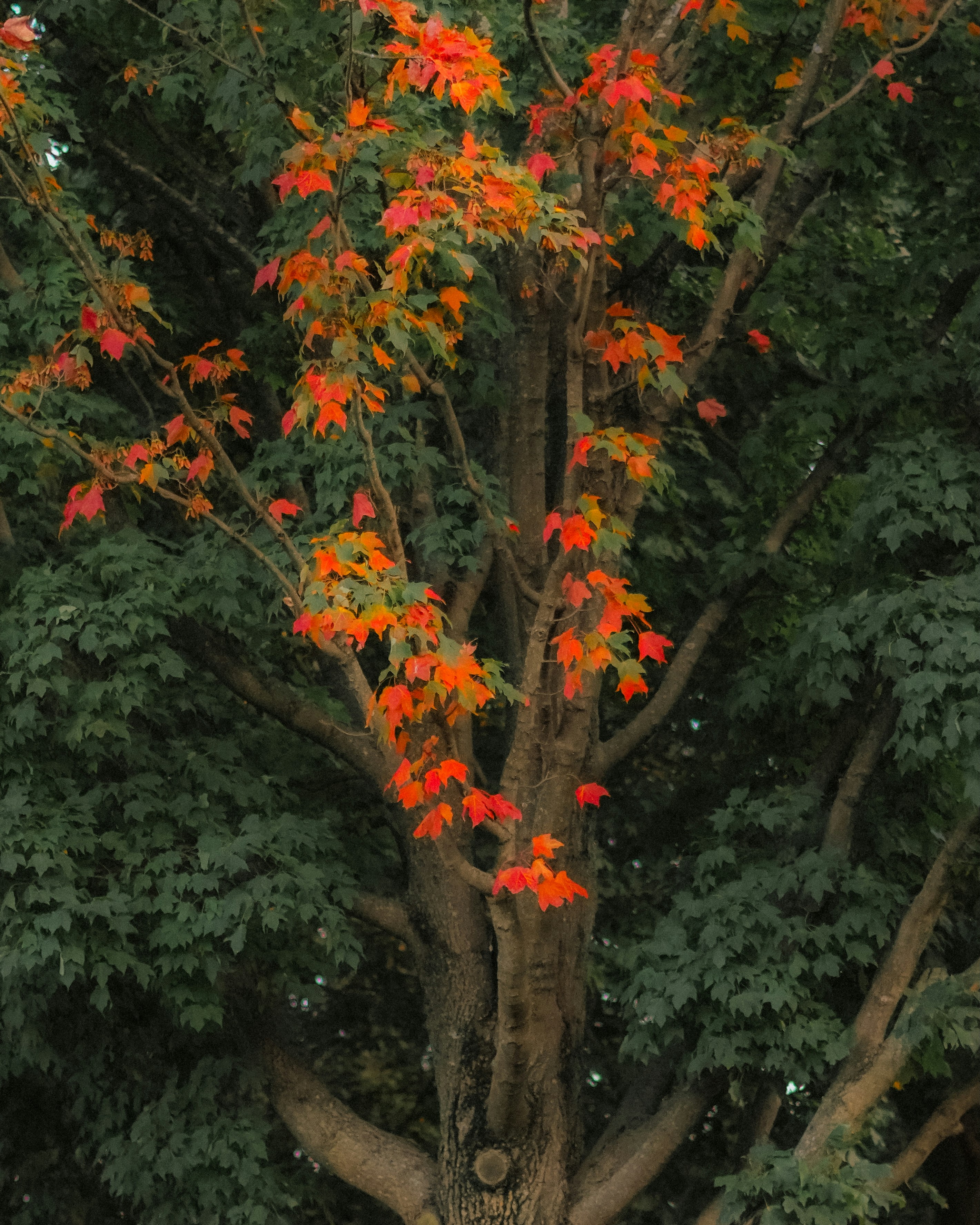 Autumn's Brush: A Tapestry of Color