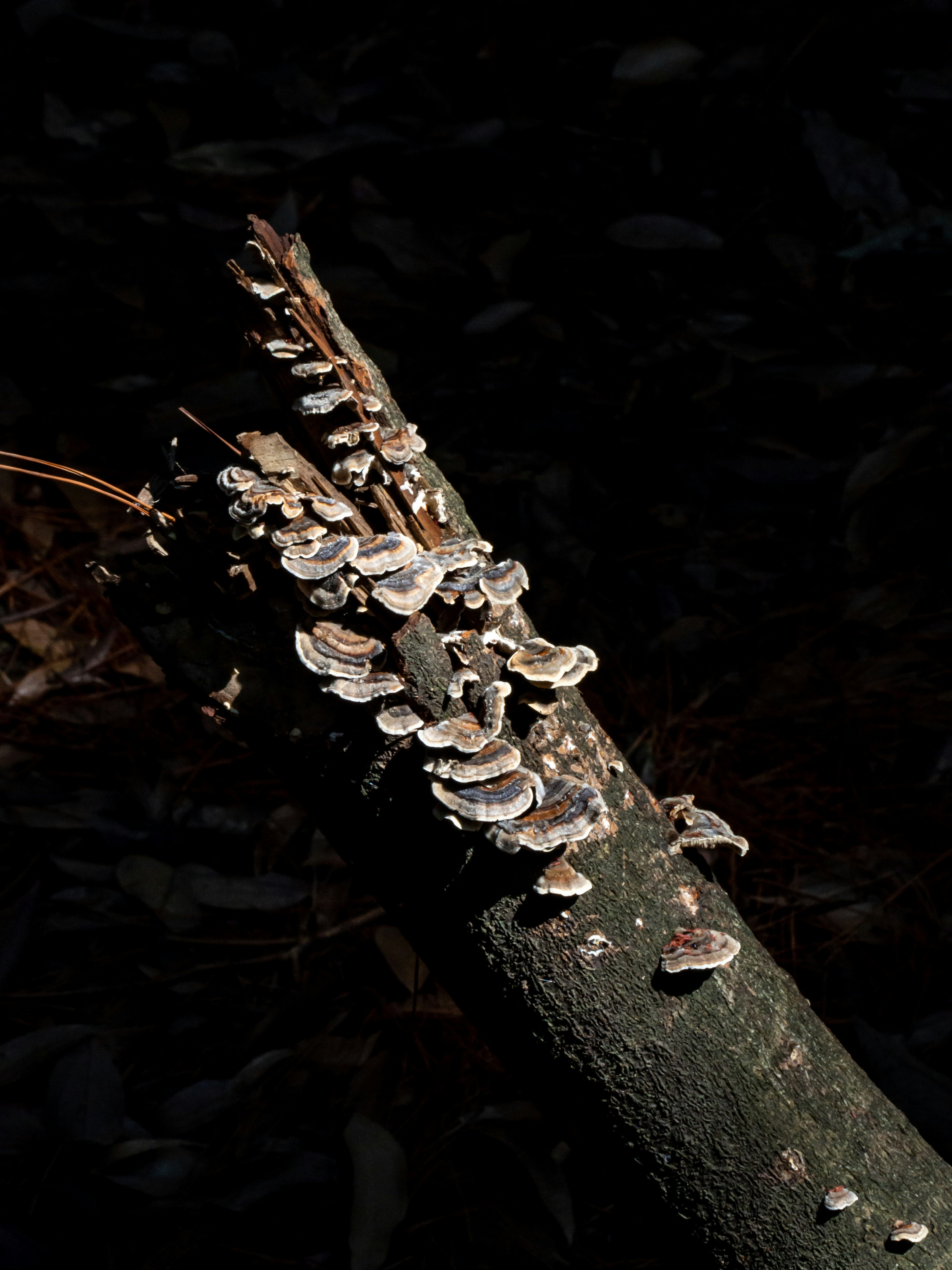 Nature's Intricate Sculptures on a Fallen Log