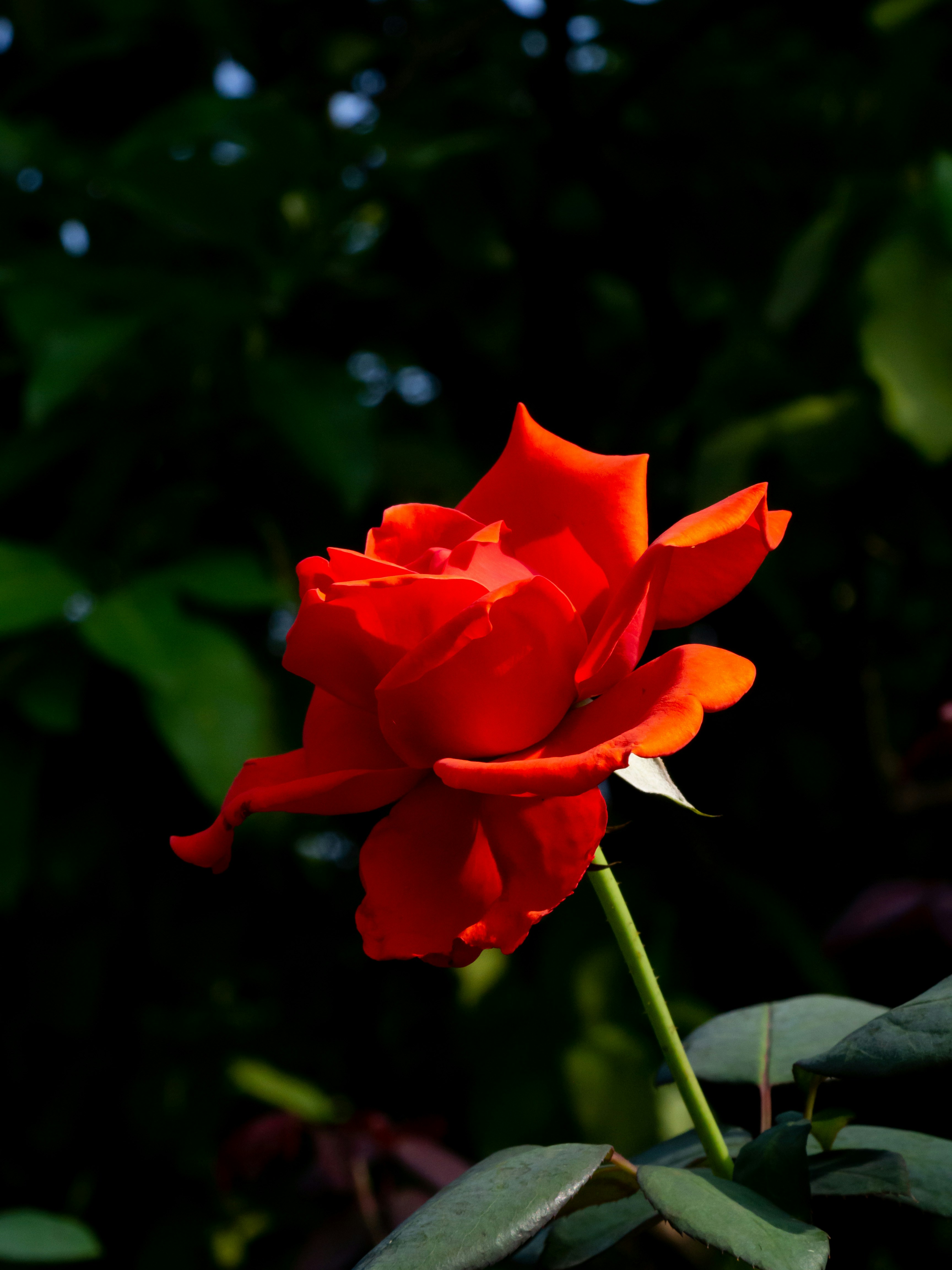 Crimson Elegance: A Rose in Full Bloom