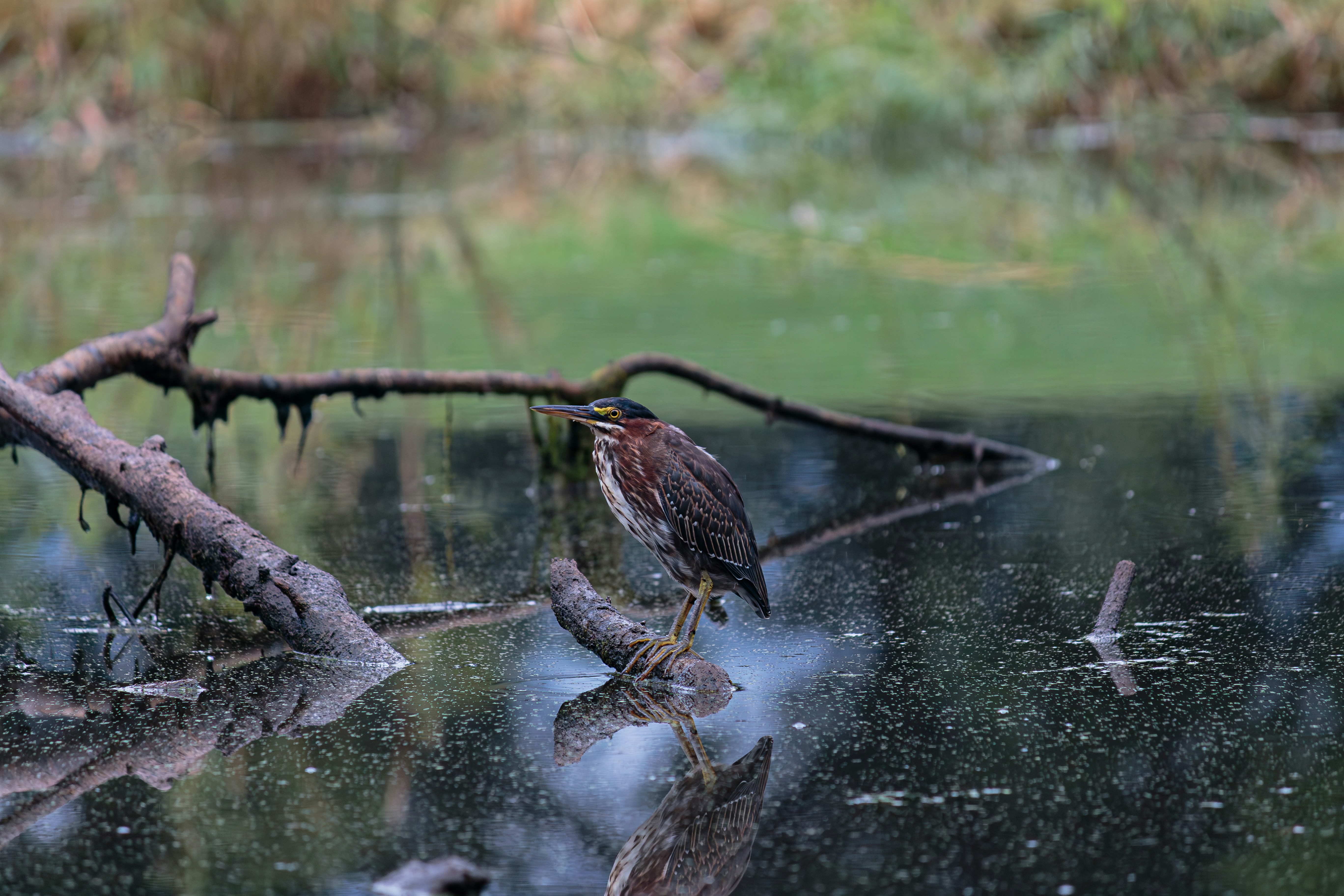 Silent Vigil: The Heron's Watch