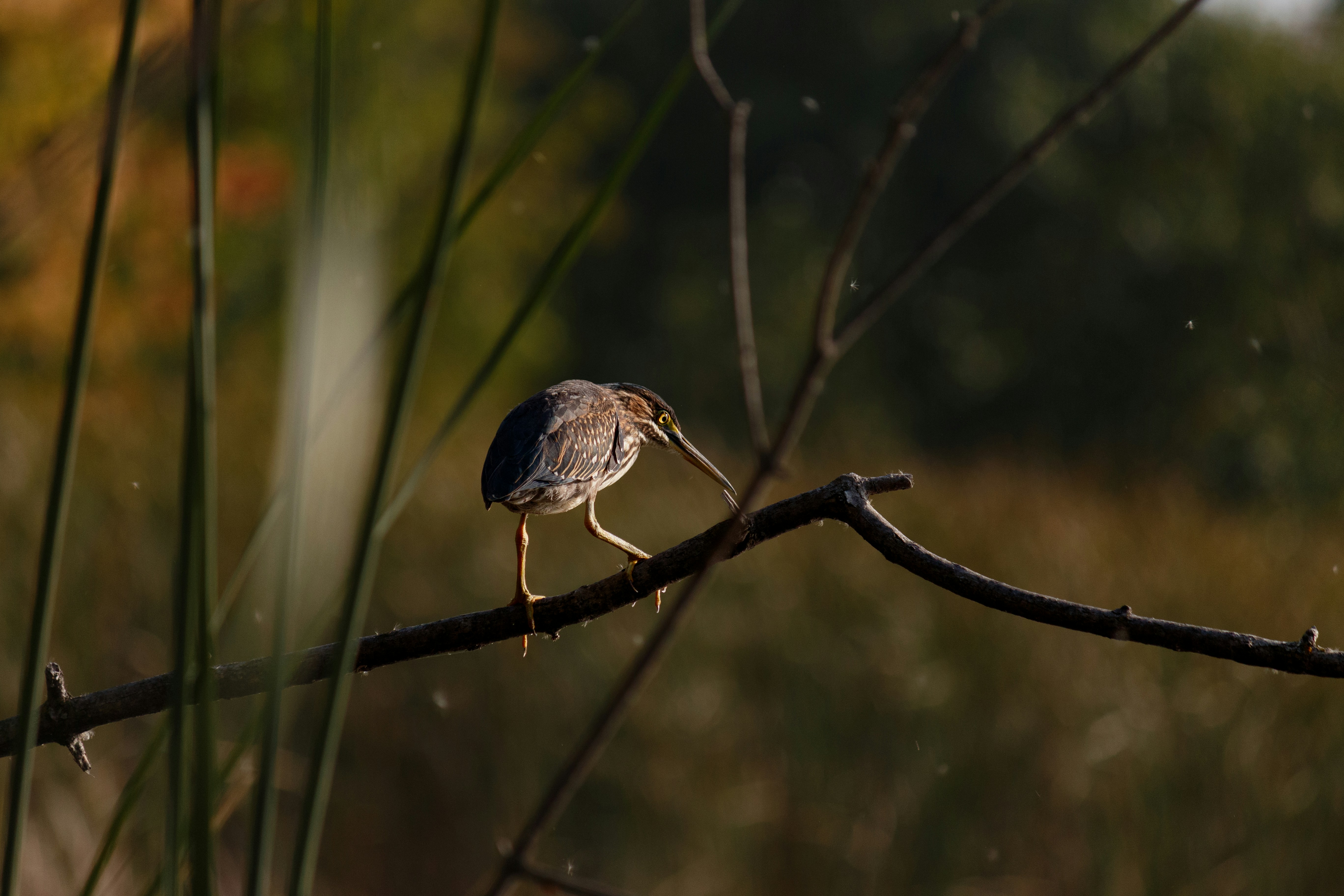 Striated heron poised on a branch, surveying its surroundings in a tranquil wetland setting.