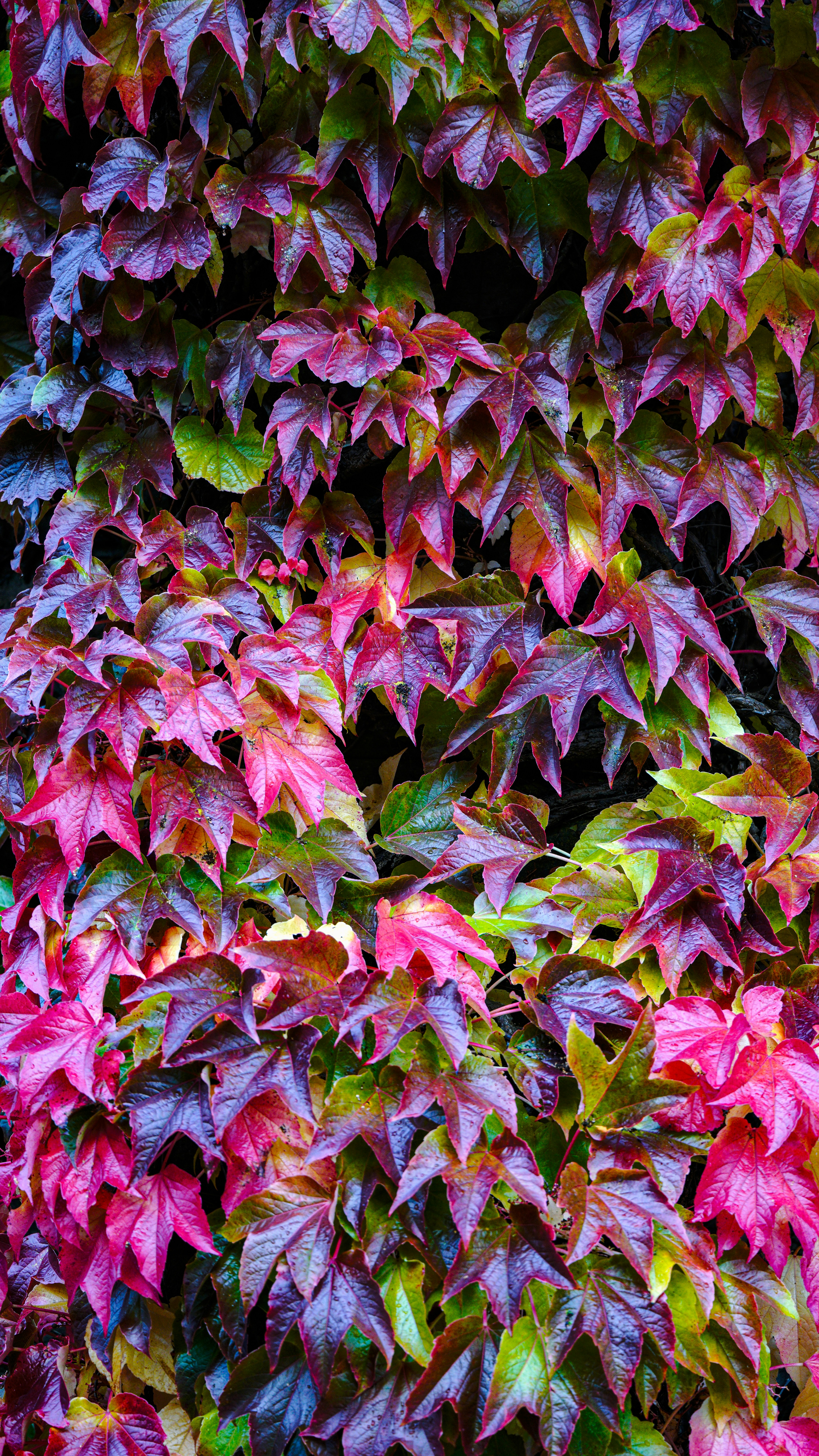 Vibrant ivy leaves in shades of red, green, and purple create a rich tapestry against a dark backdrop.