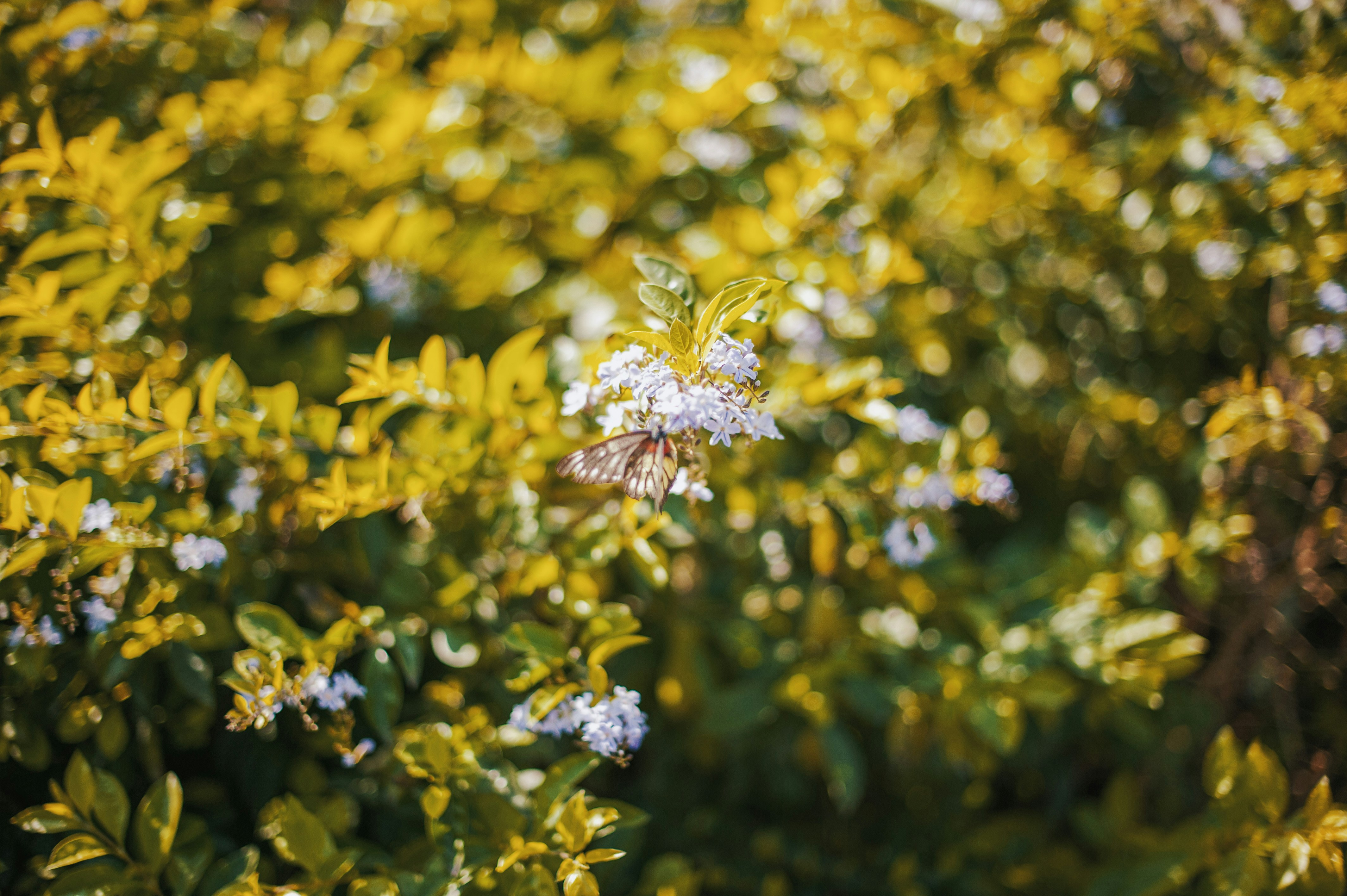 A delicate butterfly rests on vibrant flowers, surrounded by lush greenery. The scene captures the essence of a tranquil garden moment.