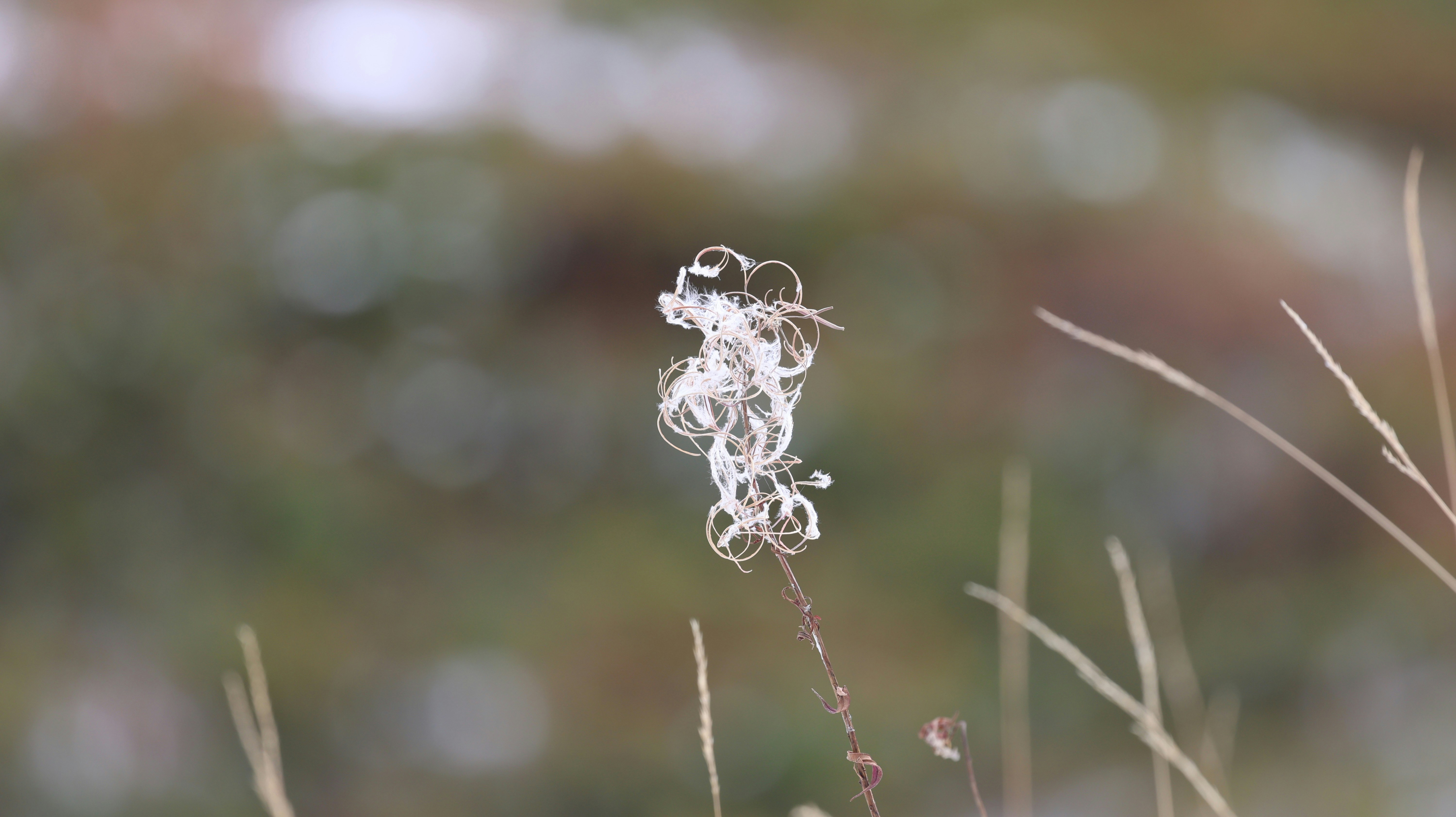 Whispers of Winter: Nature's Delicate Artistry