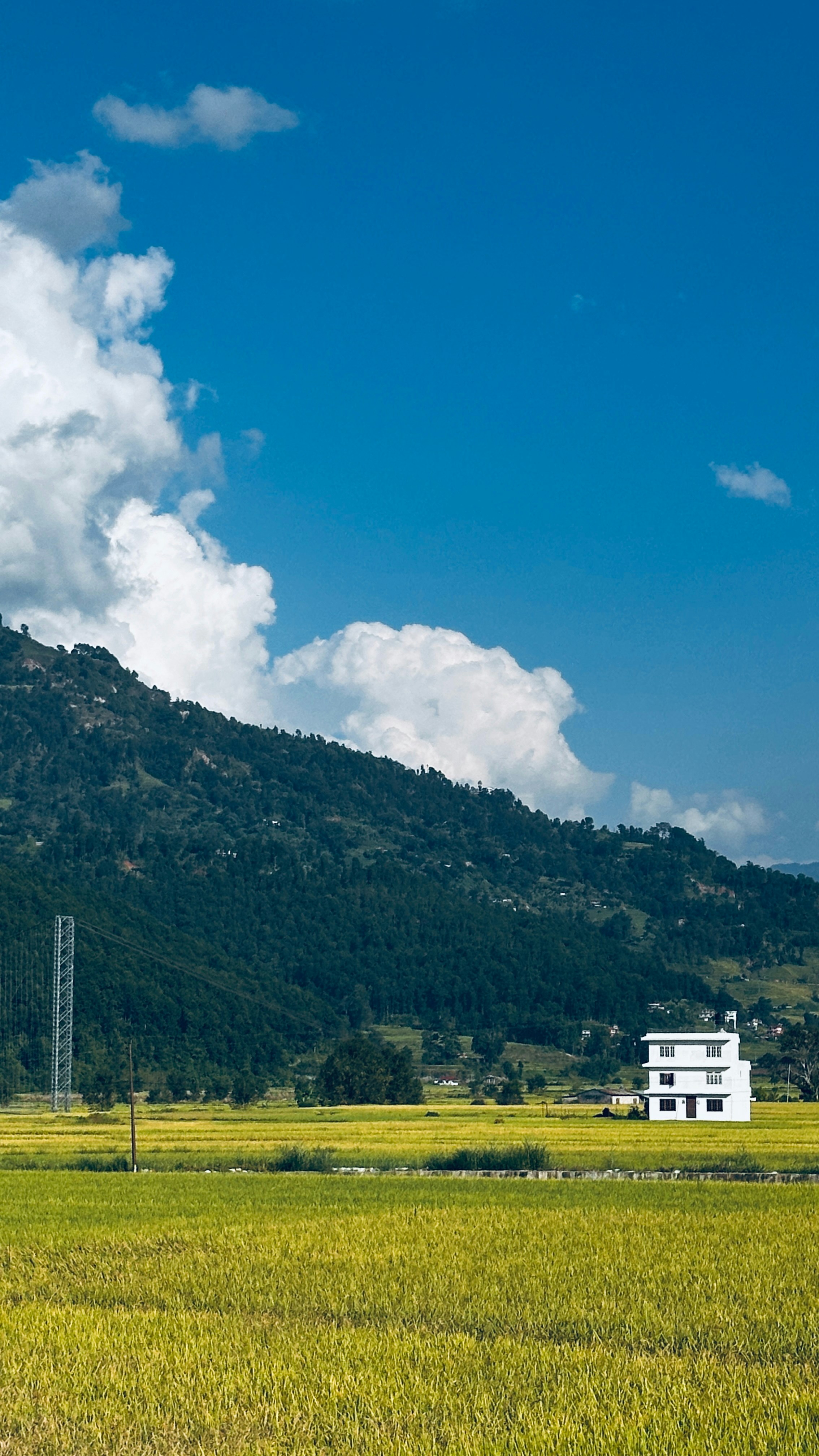 Harmony of Nature and Architecture in a Golden Field