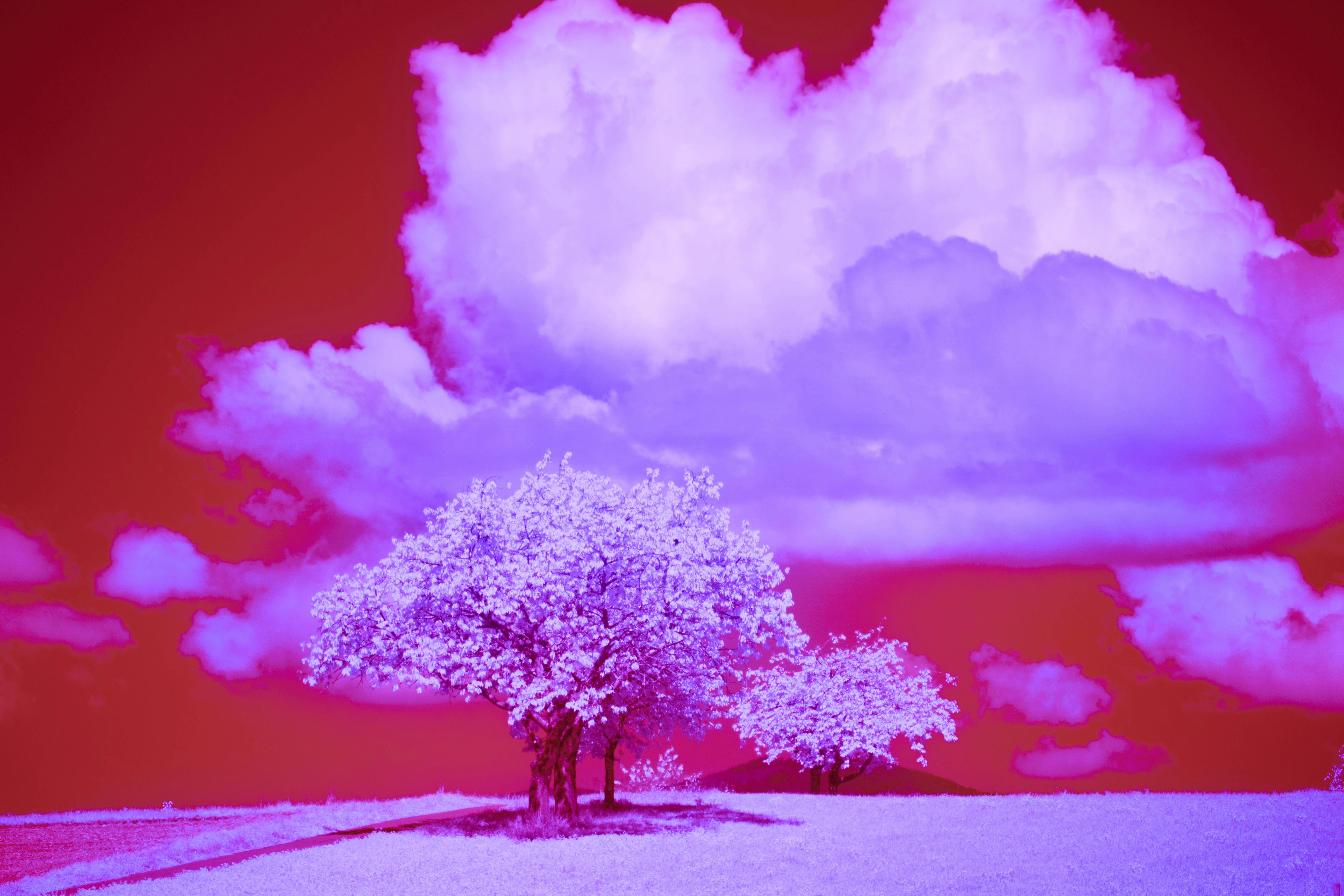 A vibrant, surreal scene featuring a solitary tree under a dramatic sky, with clouds swirling in shades of pink and purple. The landscape evokes a dreamlike quality.