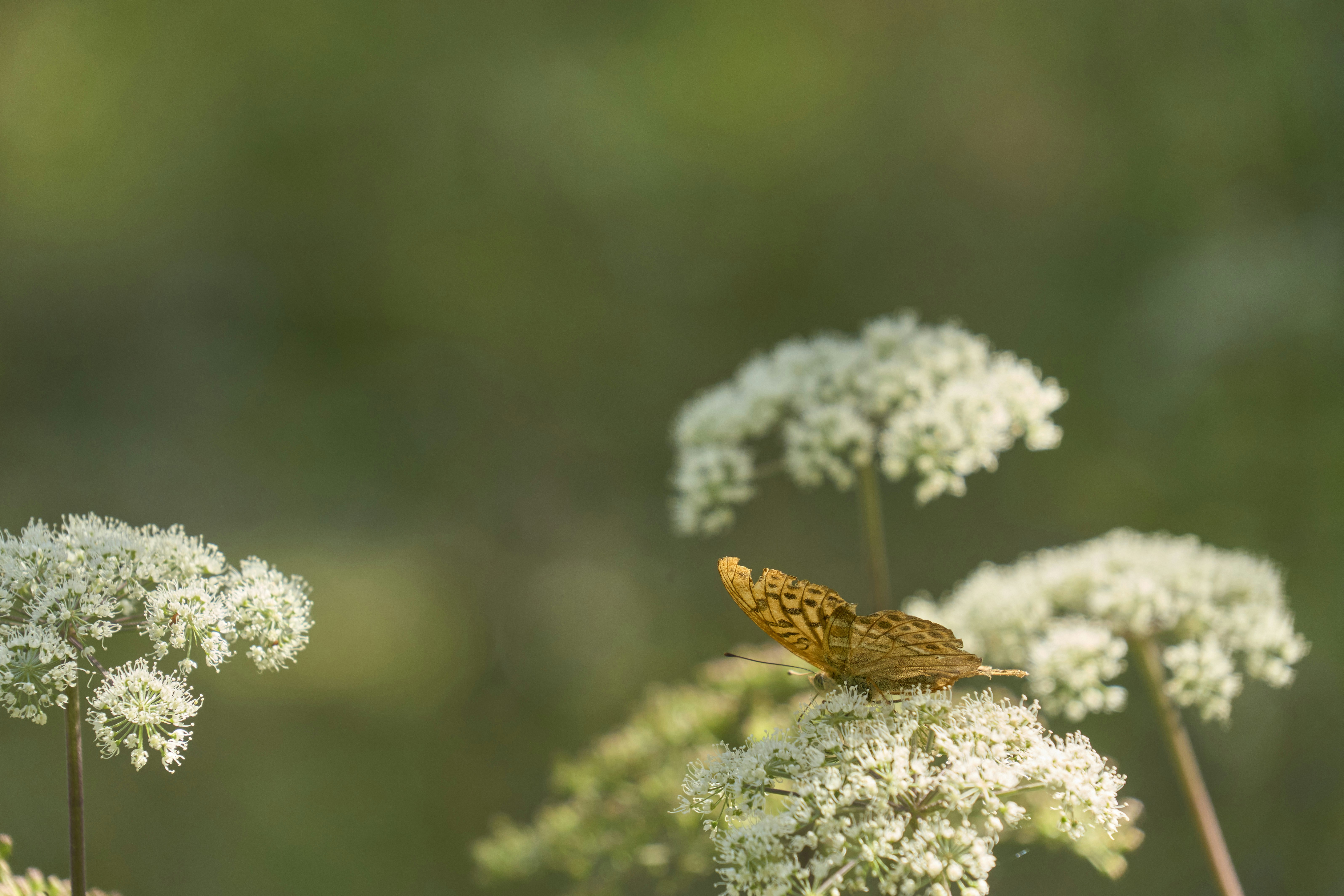 Whispers of Nature: The Delicate Dance of a Butterfly