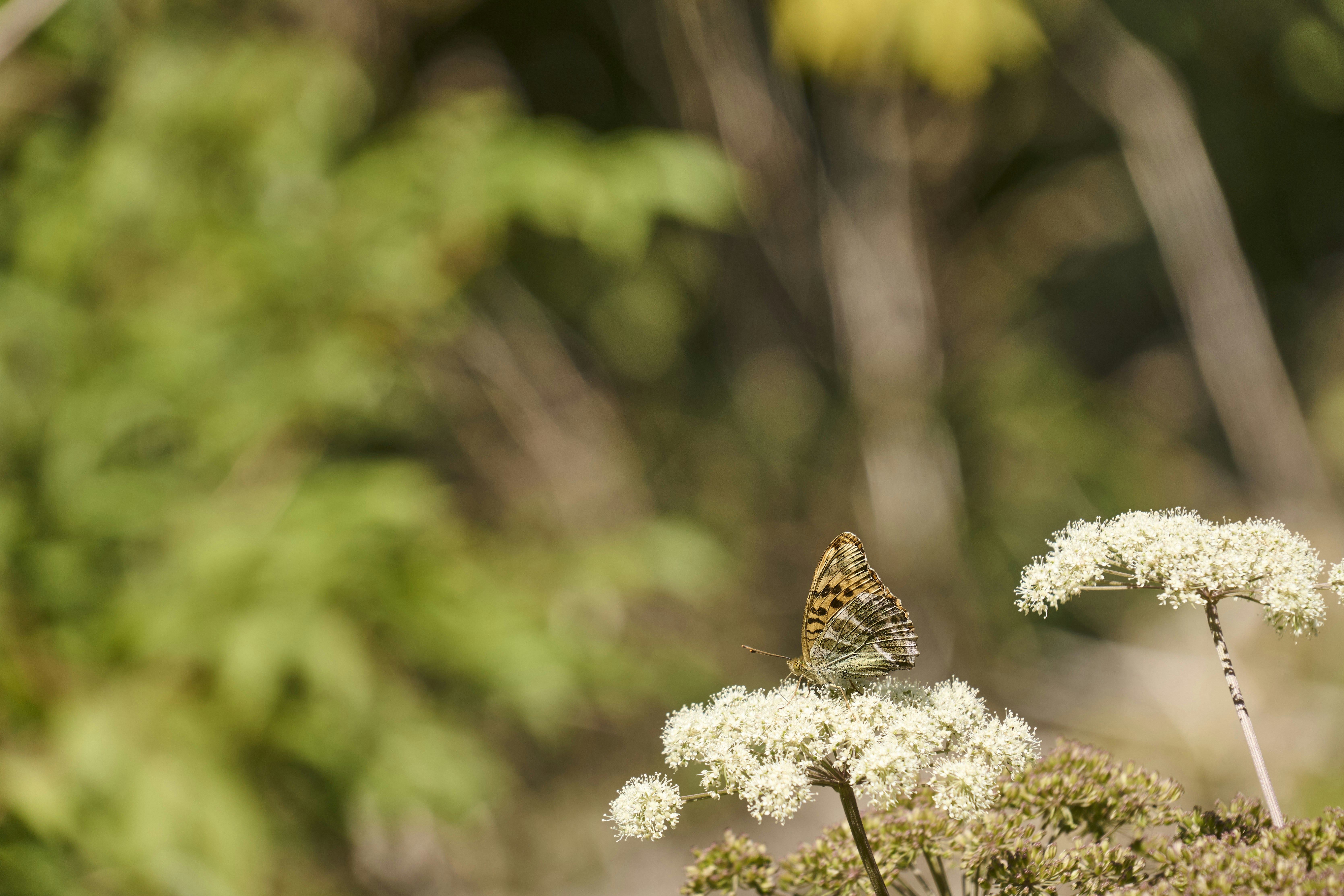 Delicate Dance of Nature's Palette