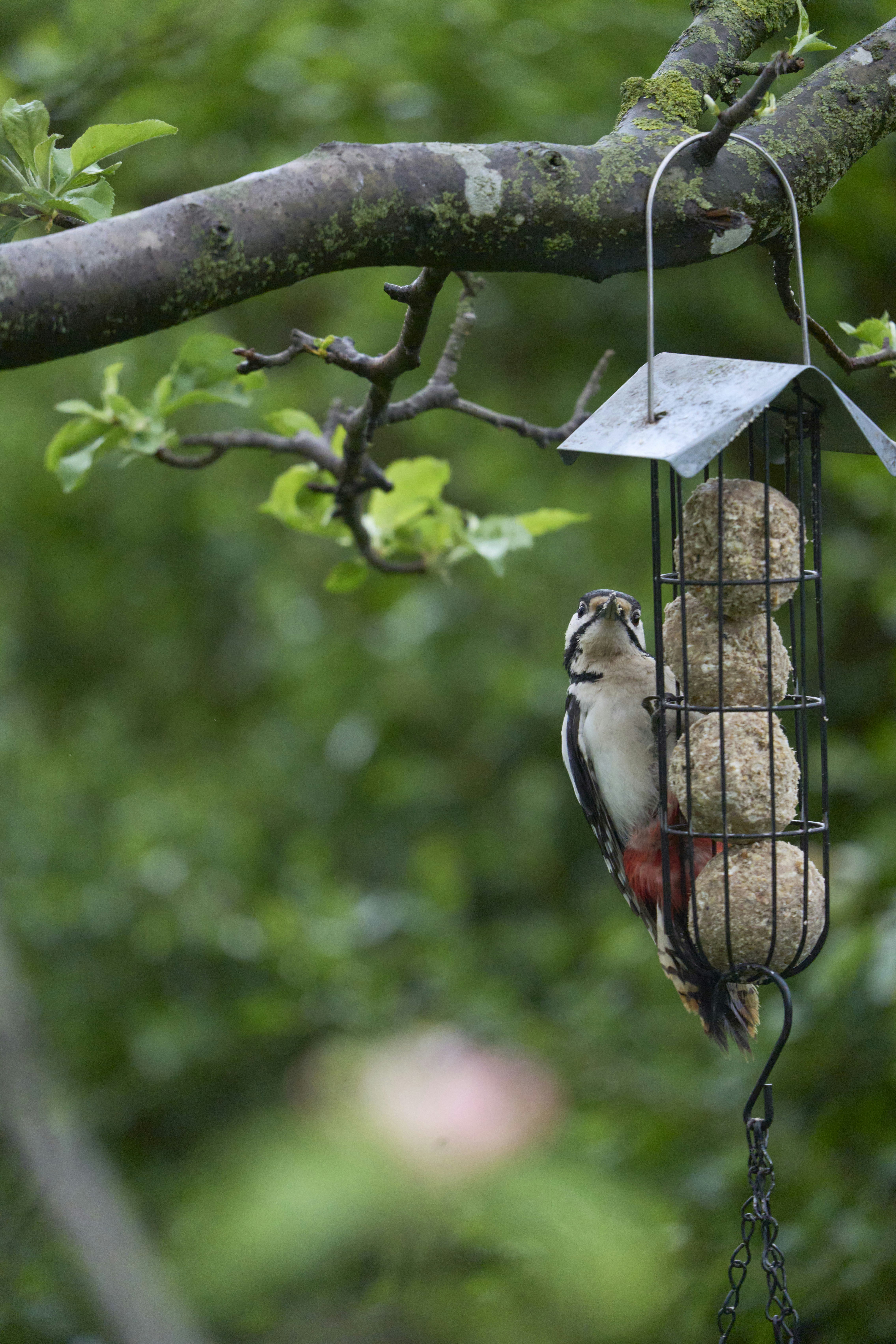 Woodpecker clinging to a feeder filled with suet balls, surrounded by lush greenery.