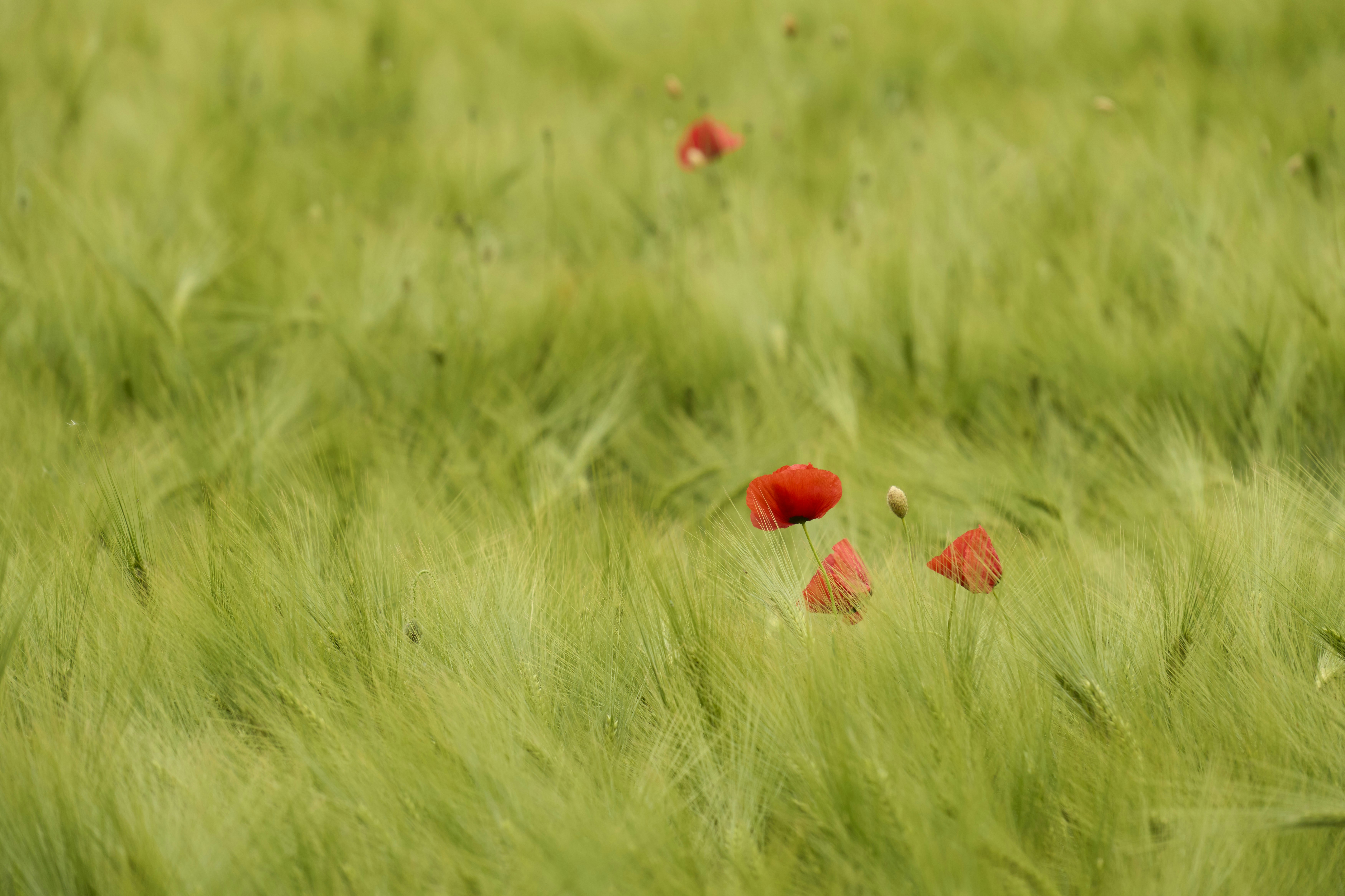 Red poppies blooming in a green wheat field