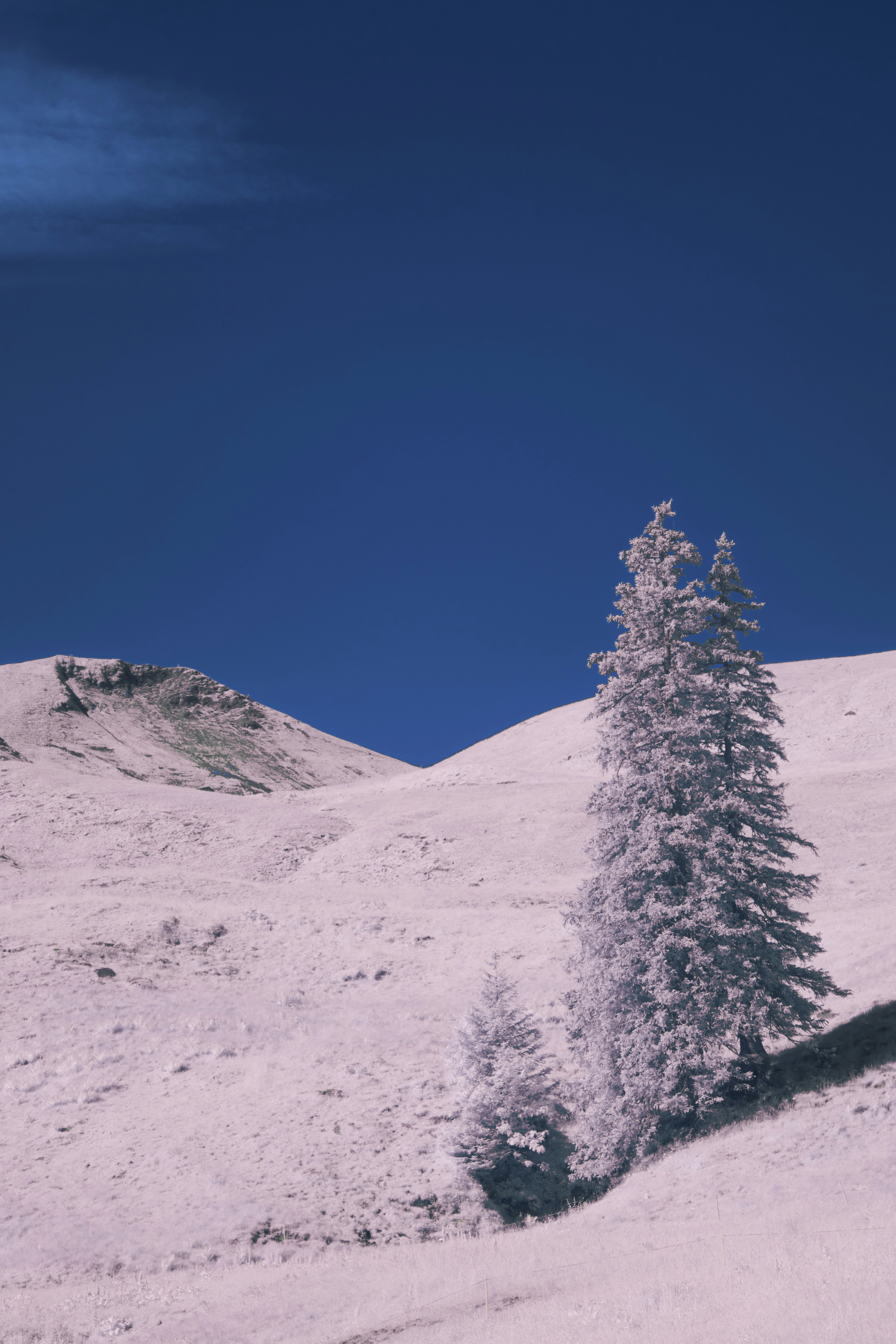 Whispers of the Frosty Landscape