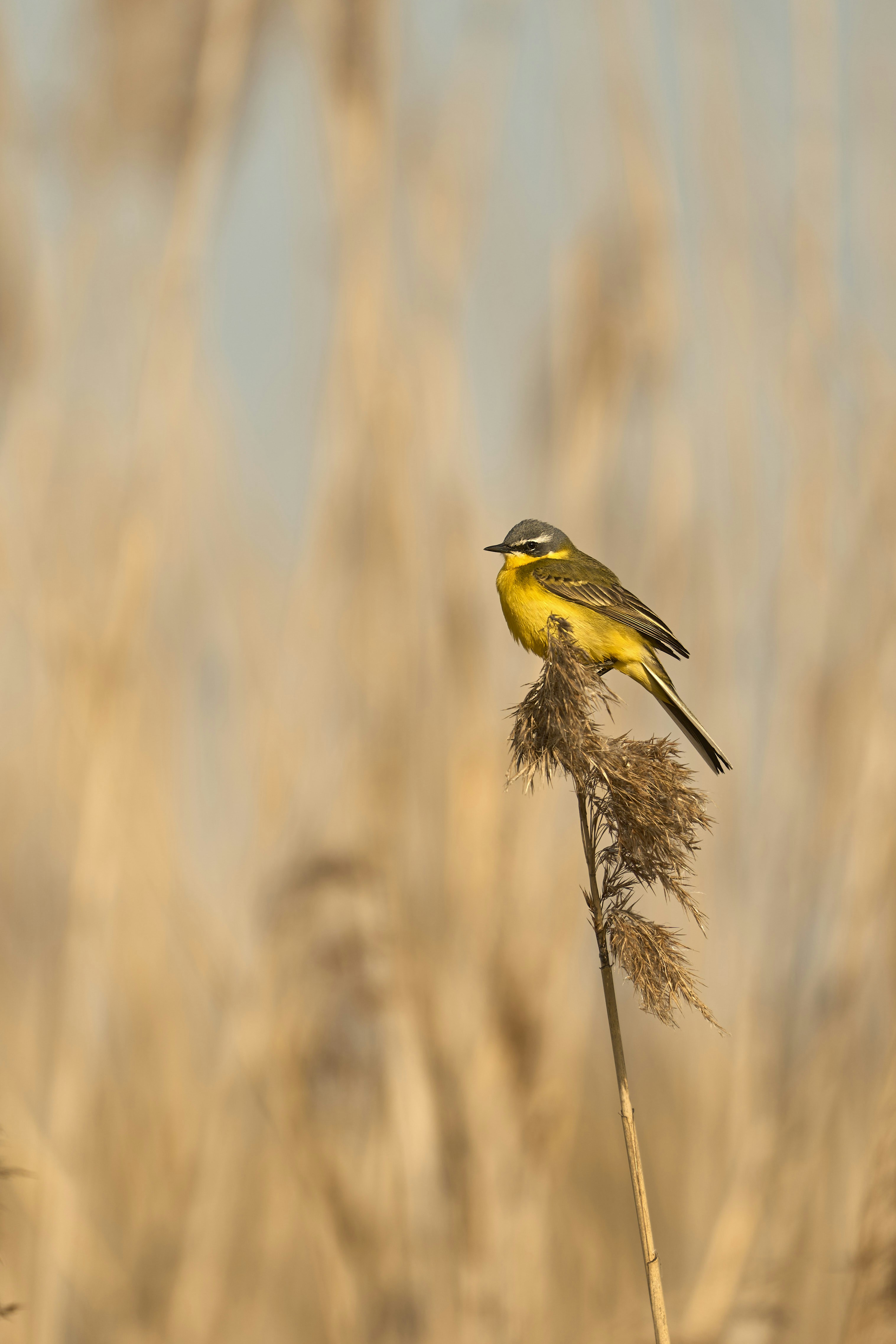 Amber Crest on a Reed in Golden Hour Light