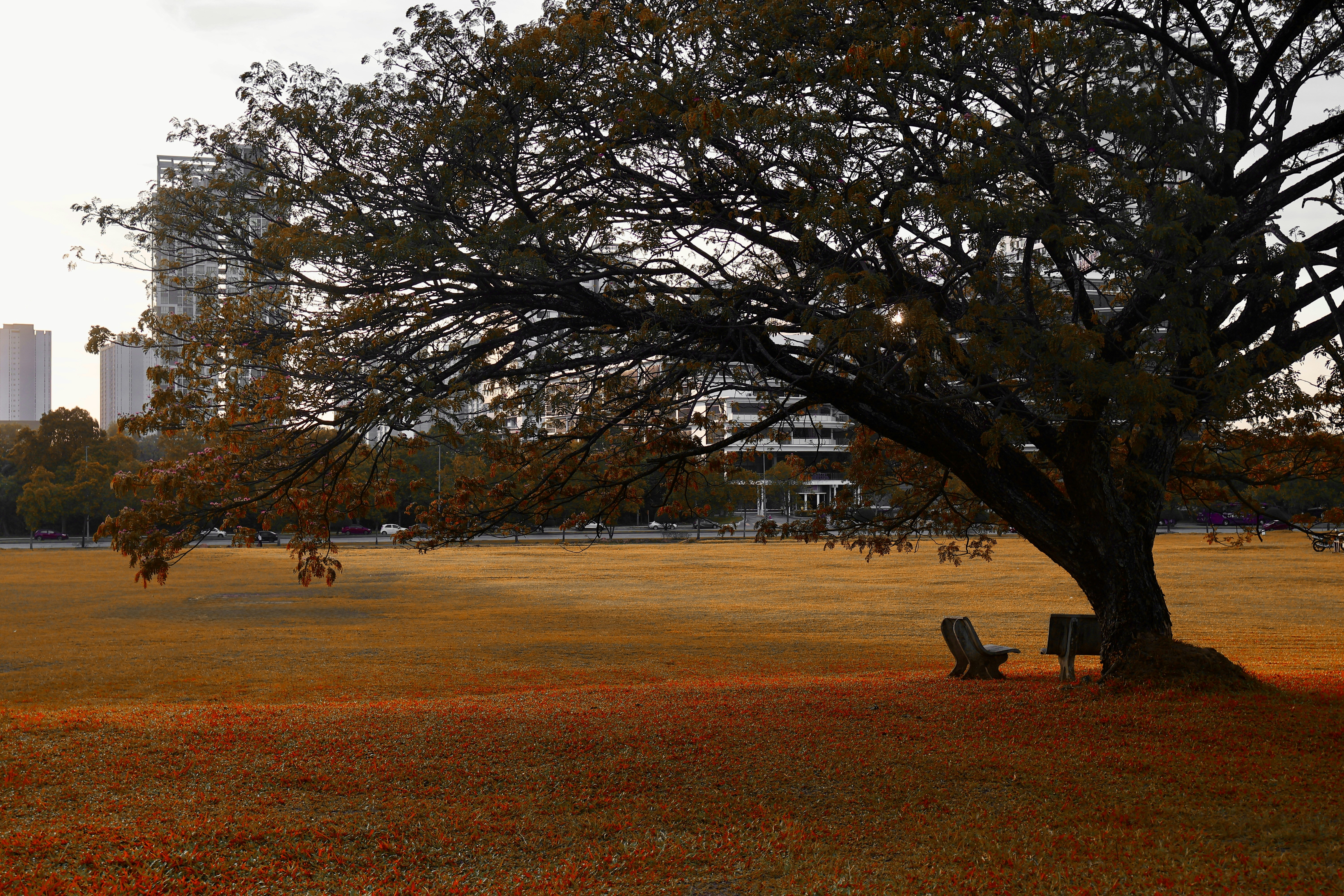 Copper Canopy Over the Park: Autumn Light Framing a Tree, Benches, and Skyline