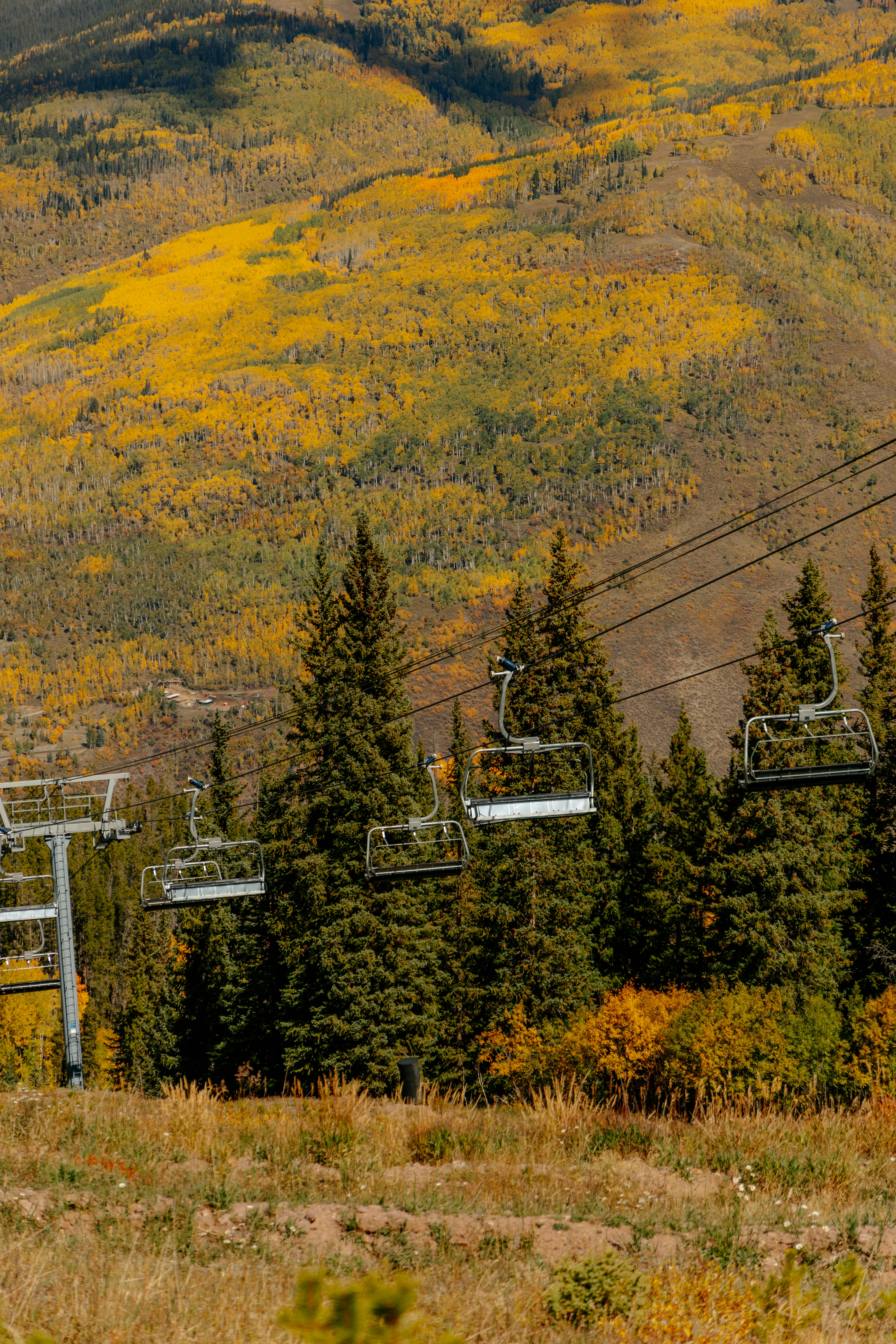 Autumn's Ascent: A Journey Through Golden Canopies