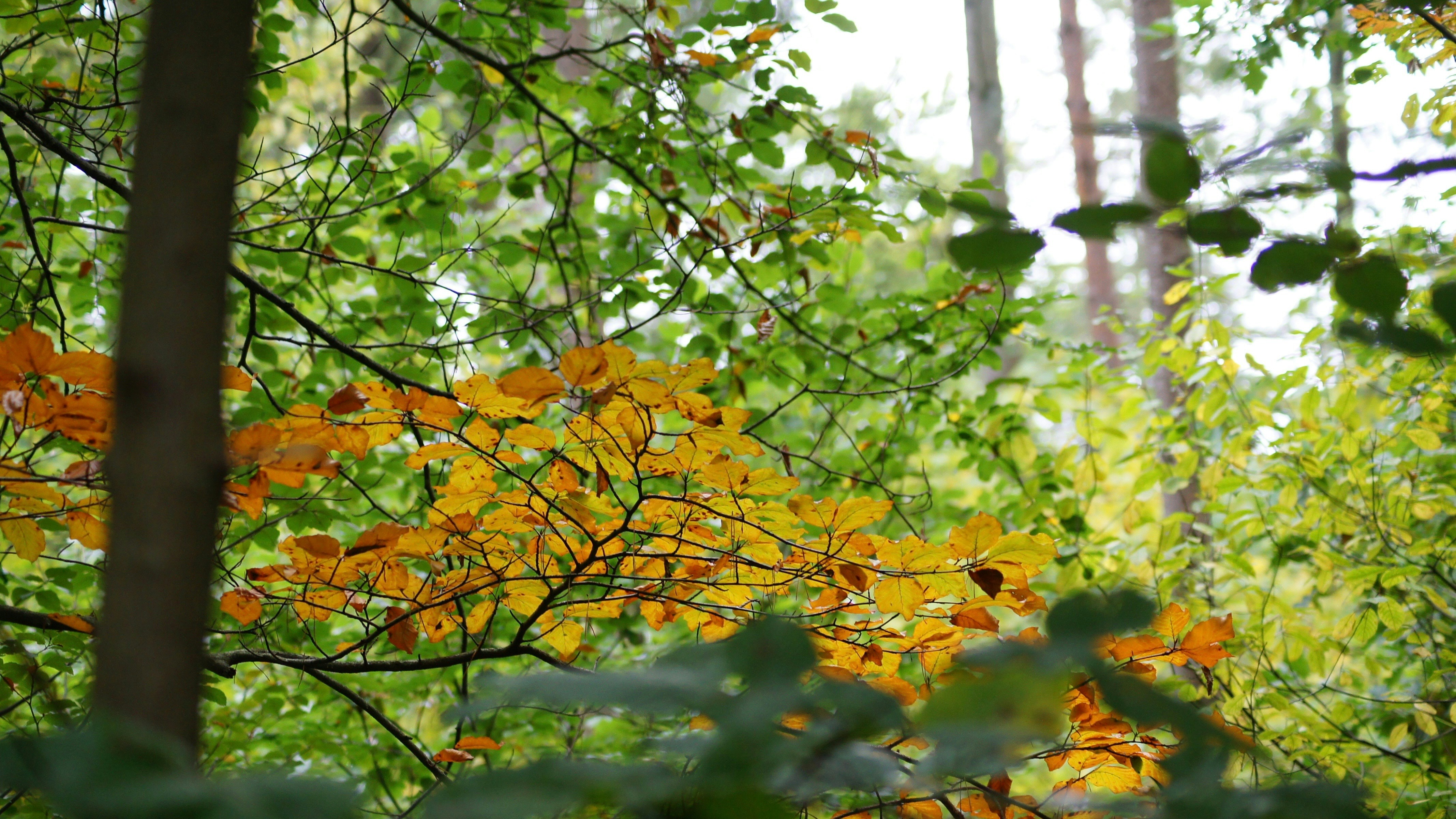Autumn leaves in a sunlit forest