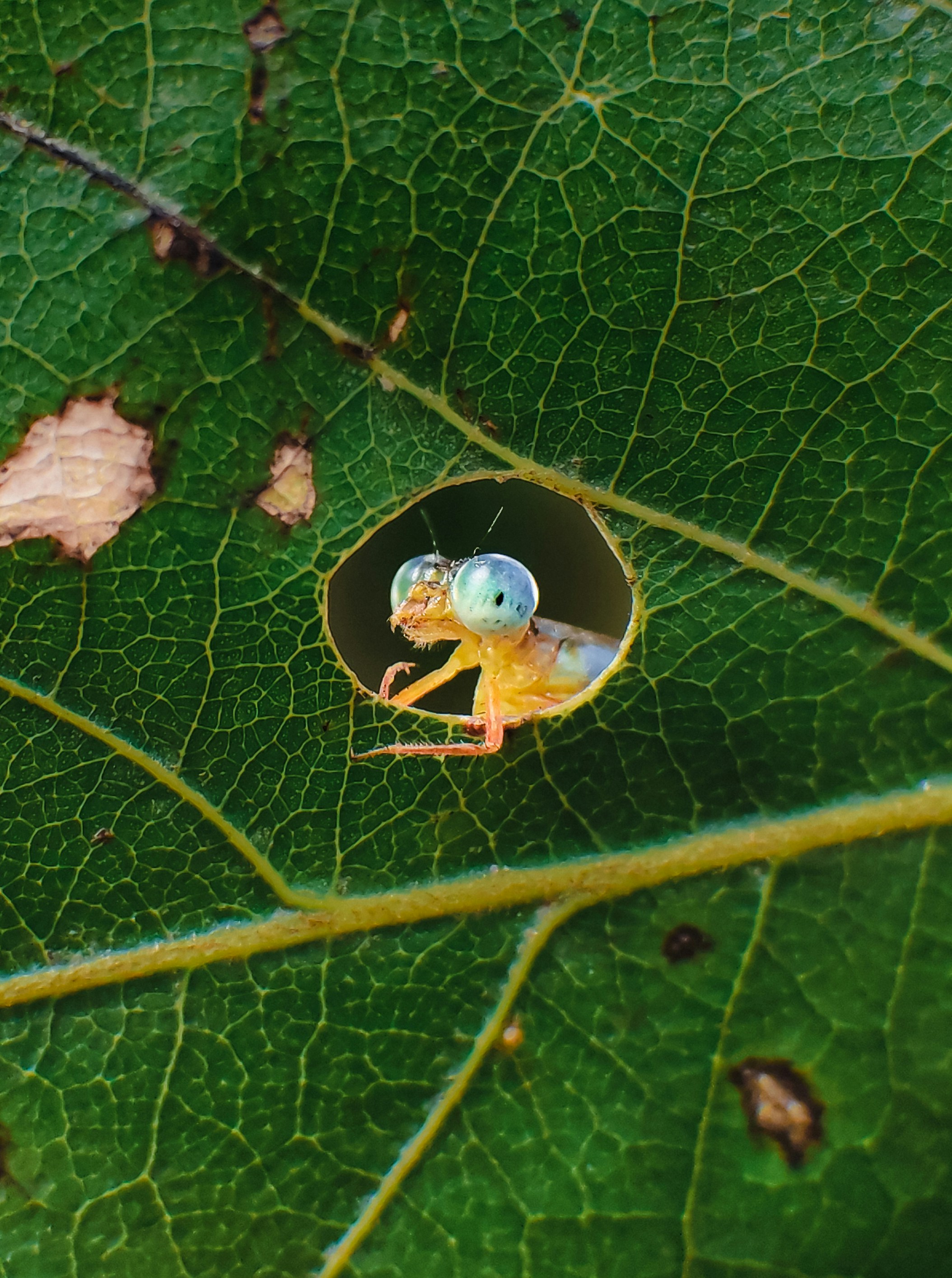 A dragonfly nymph peeking through a hole in a leaf