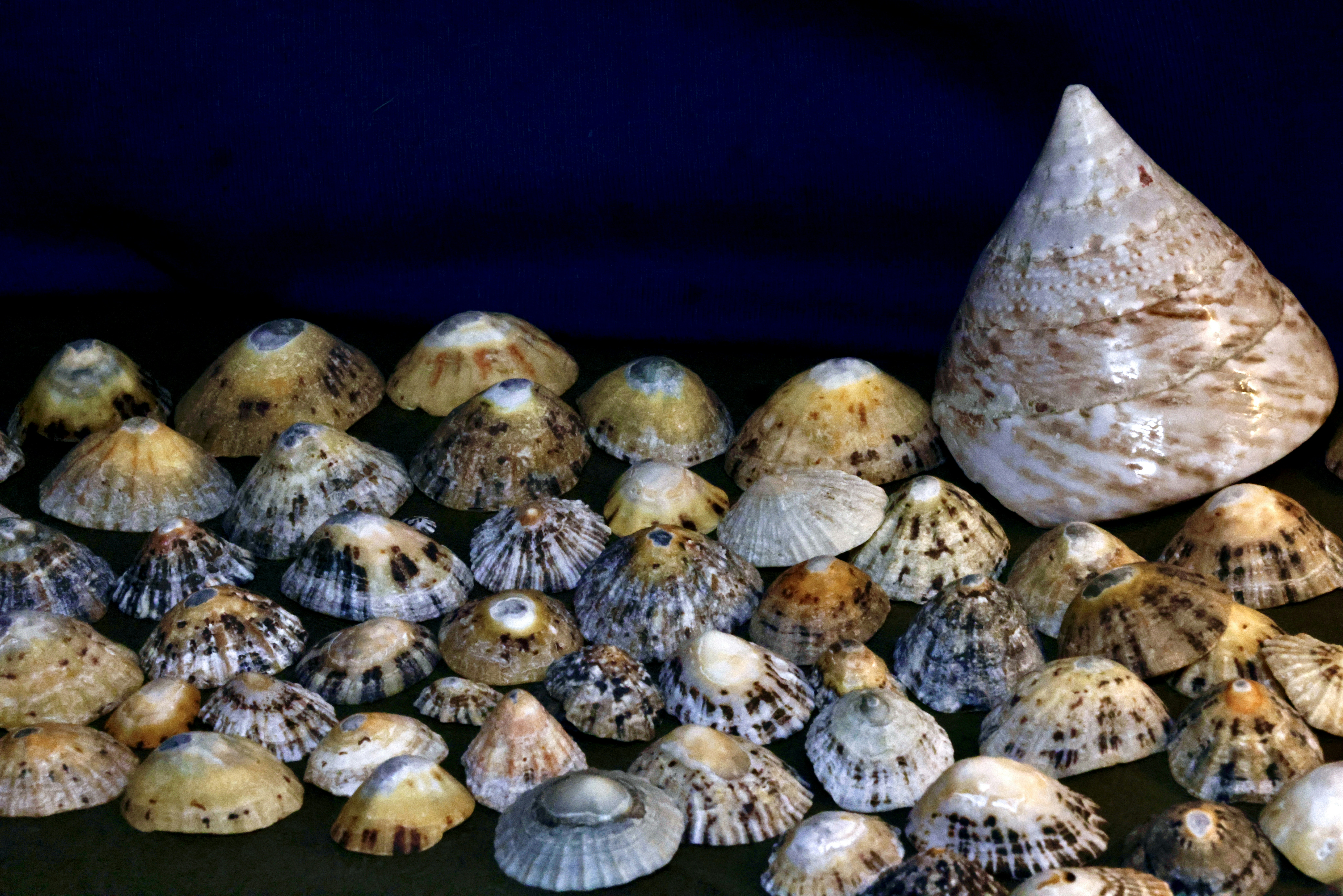 A Shell Collector's Treasure Trove