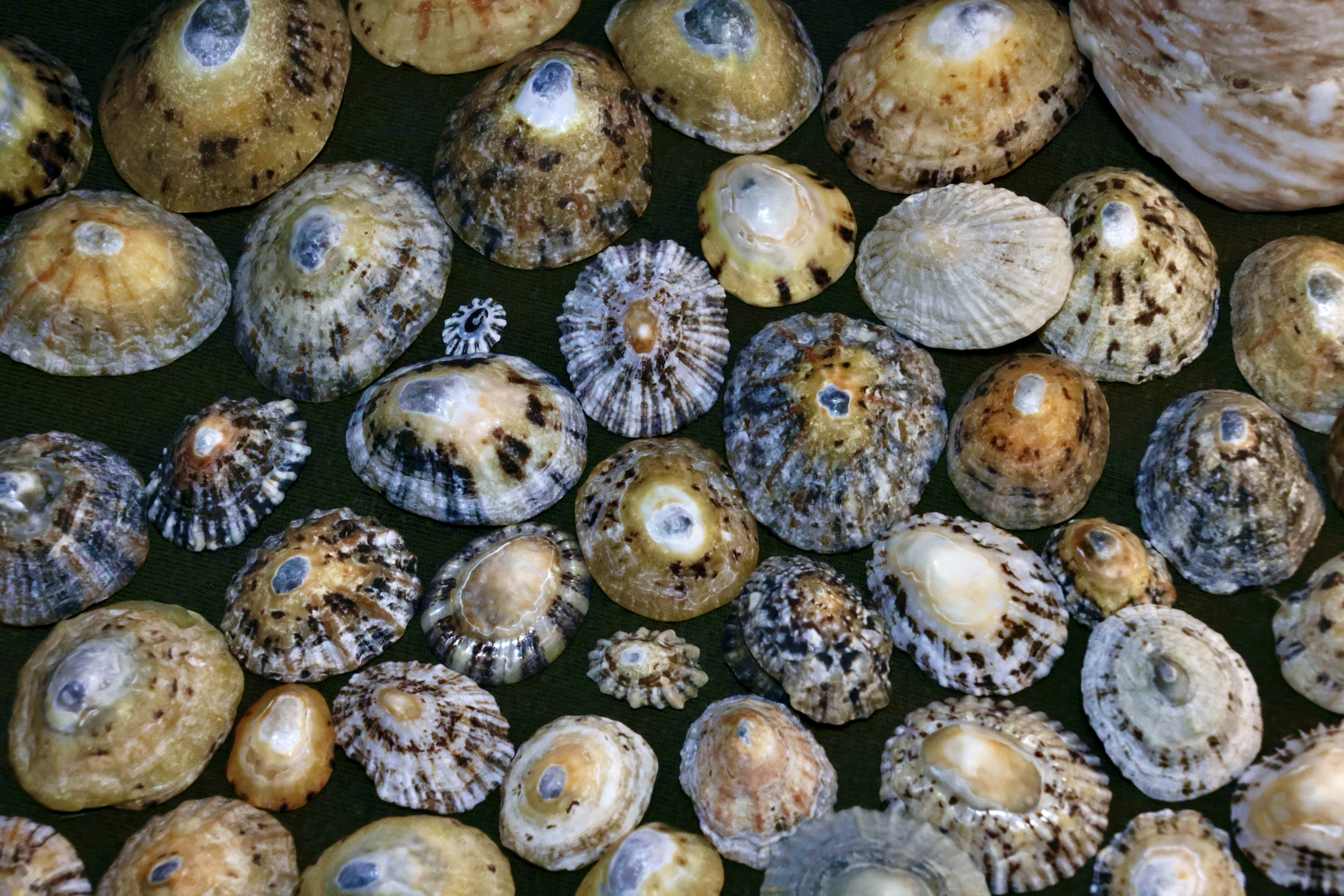 A Mosaic of Nature's Artistry: The Shell Collection