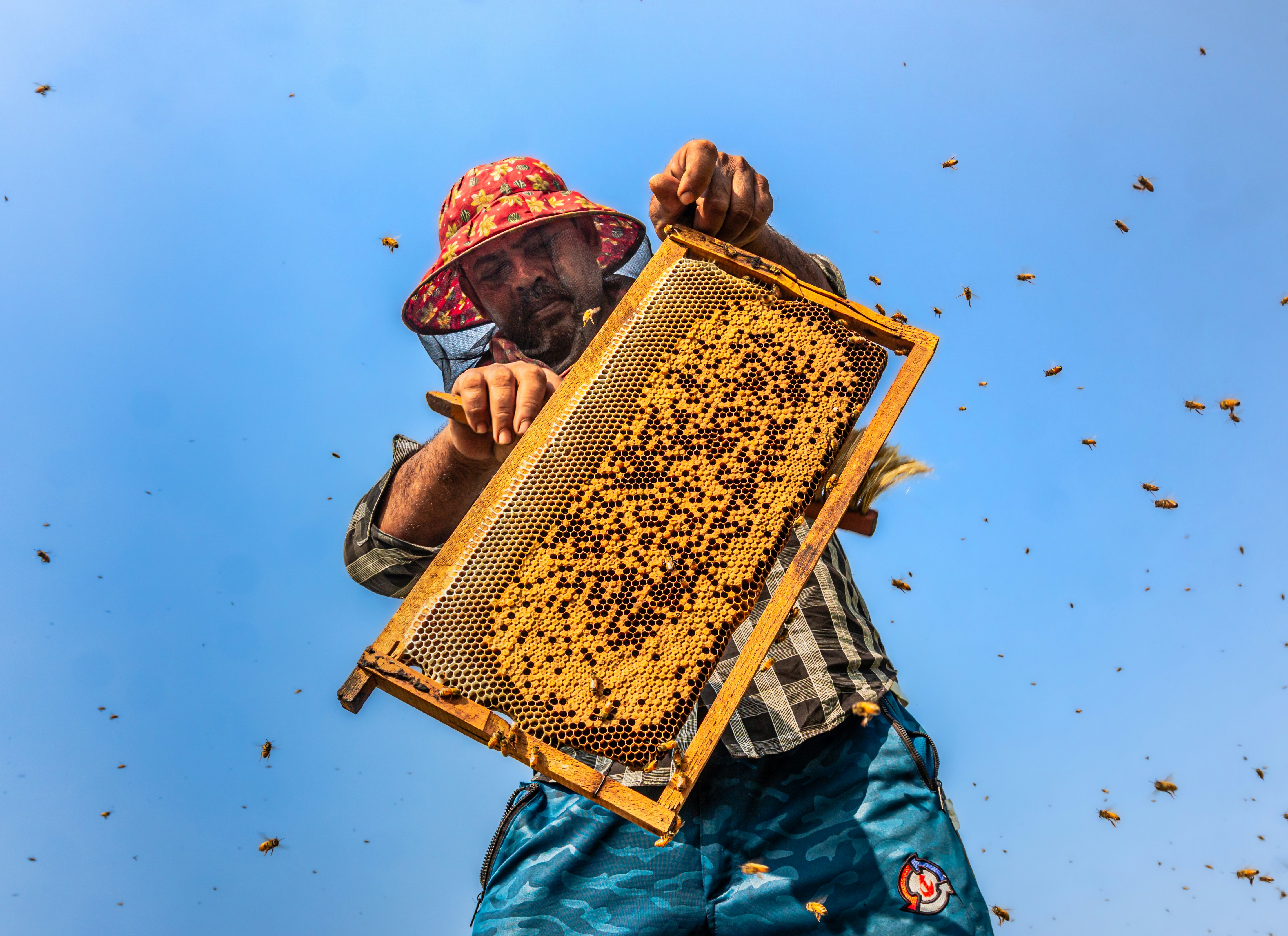 The Art of Beekeeping: A Close Encounter
