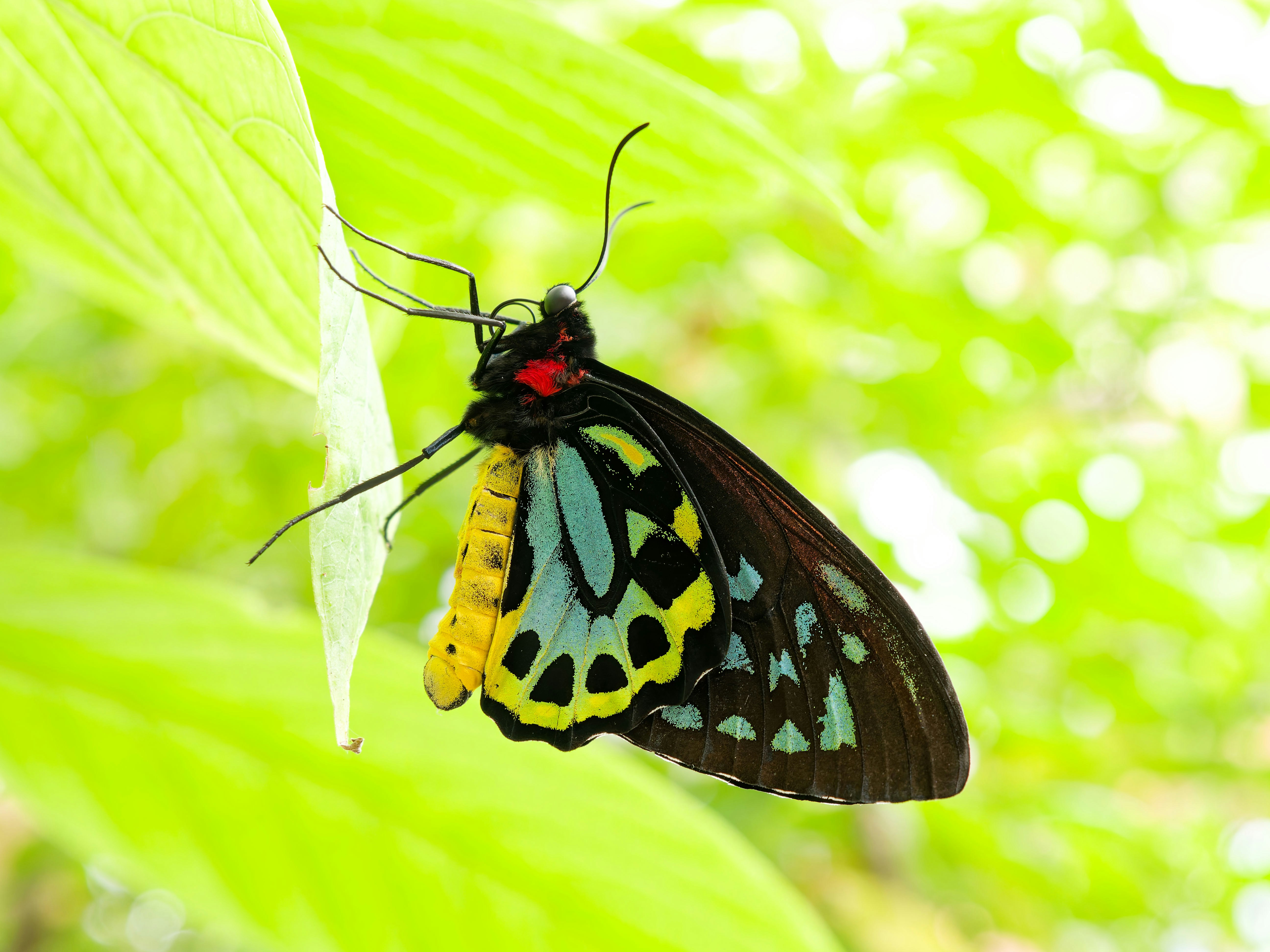 A colorful butterfly rests on a green leaf.