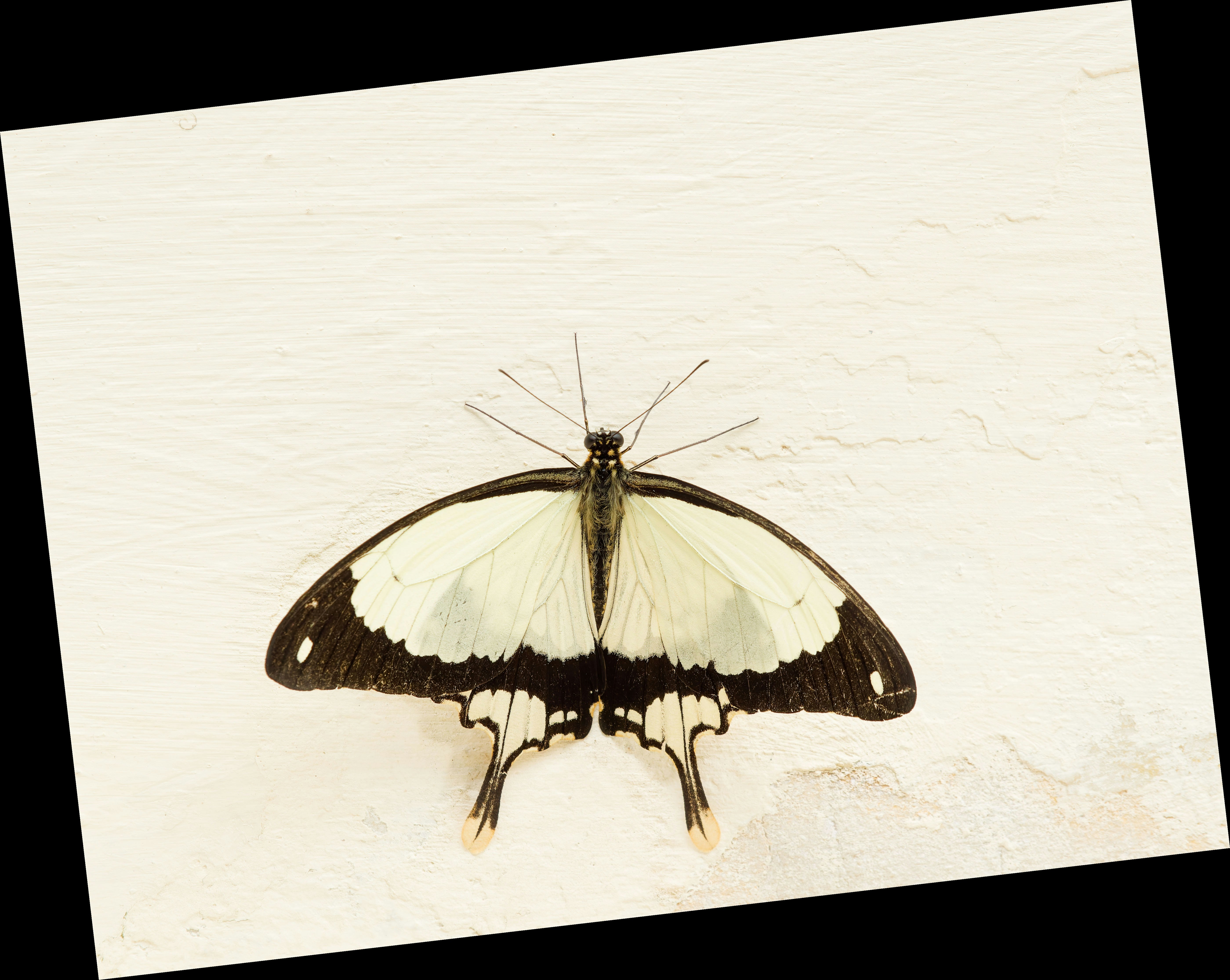 Whispers of Nature: The Elegant Butterfly