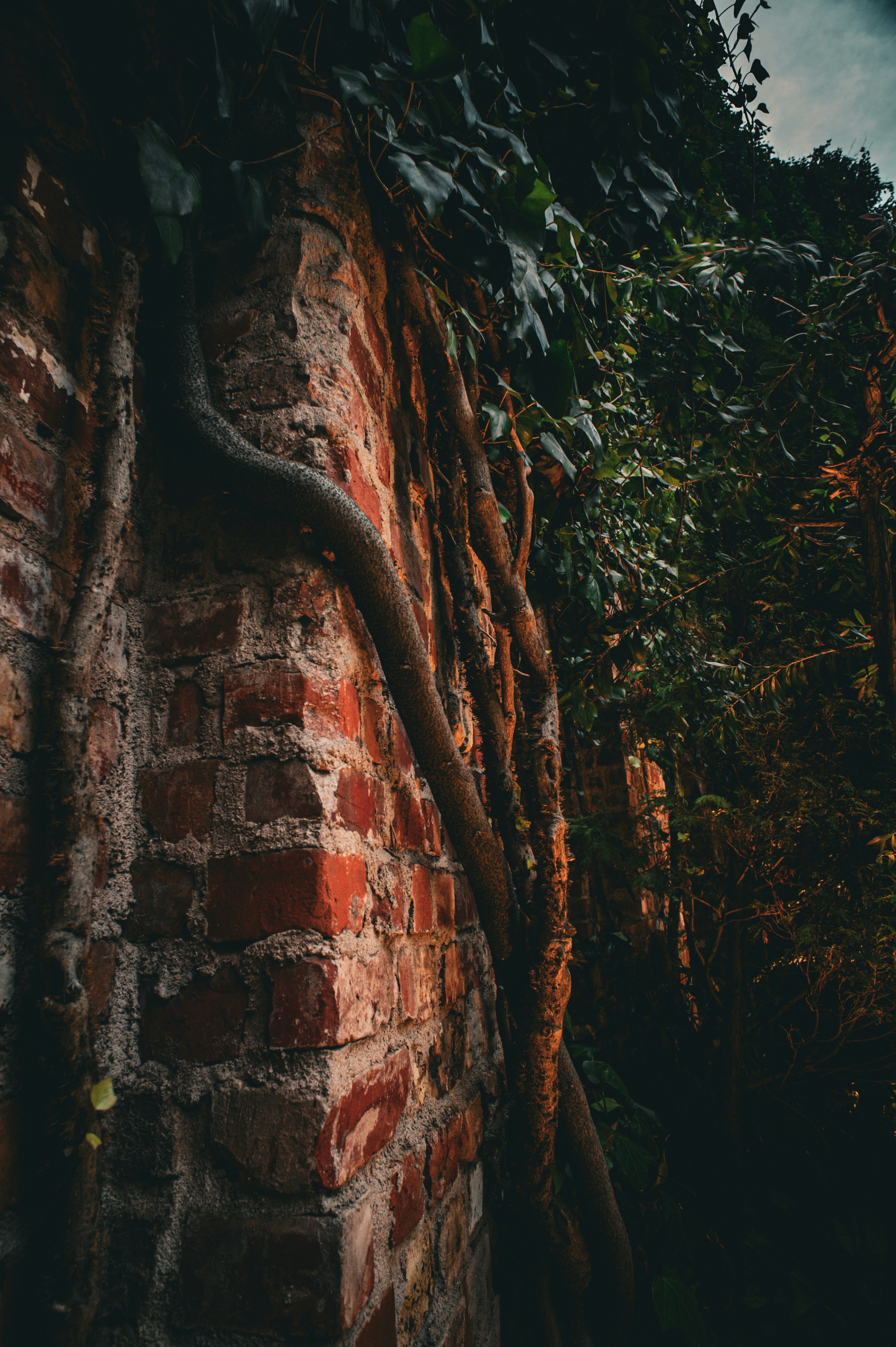 Nature's Embrace: The Wall's Secret