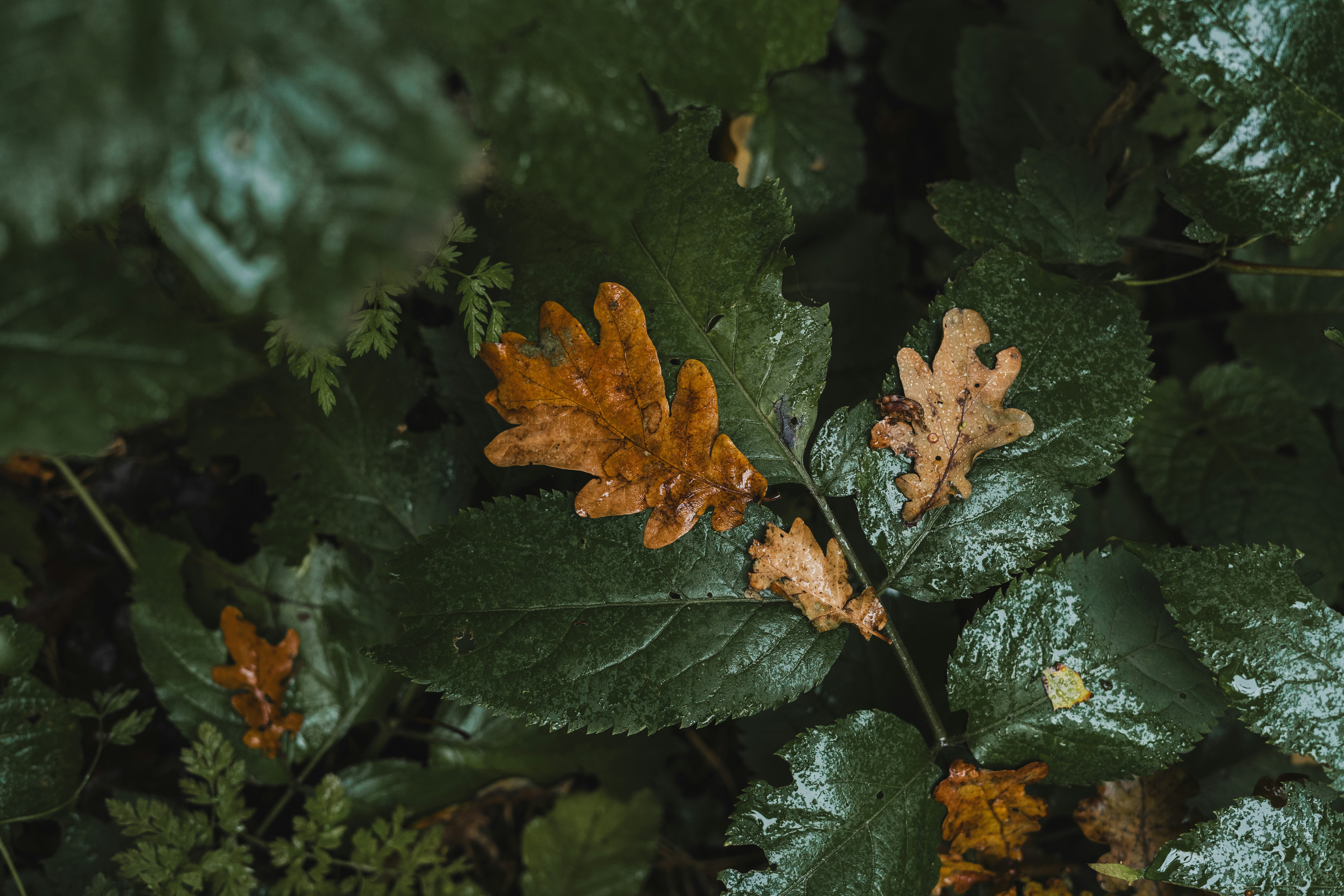 Nature's Palette: Autumn on Green