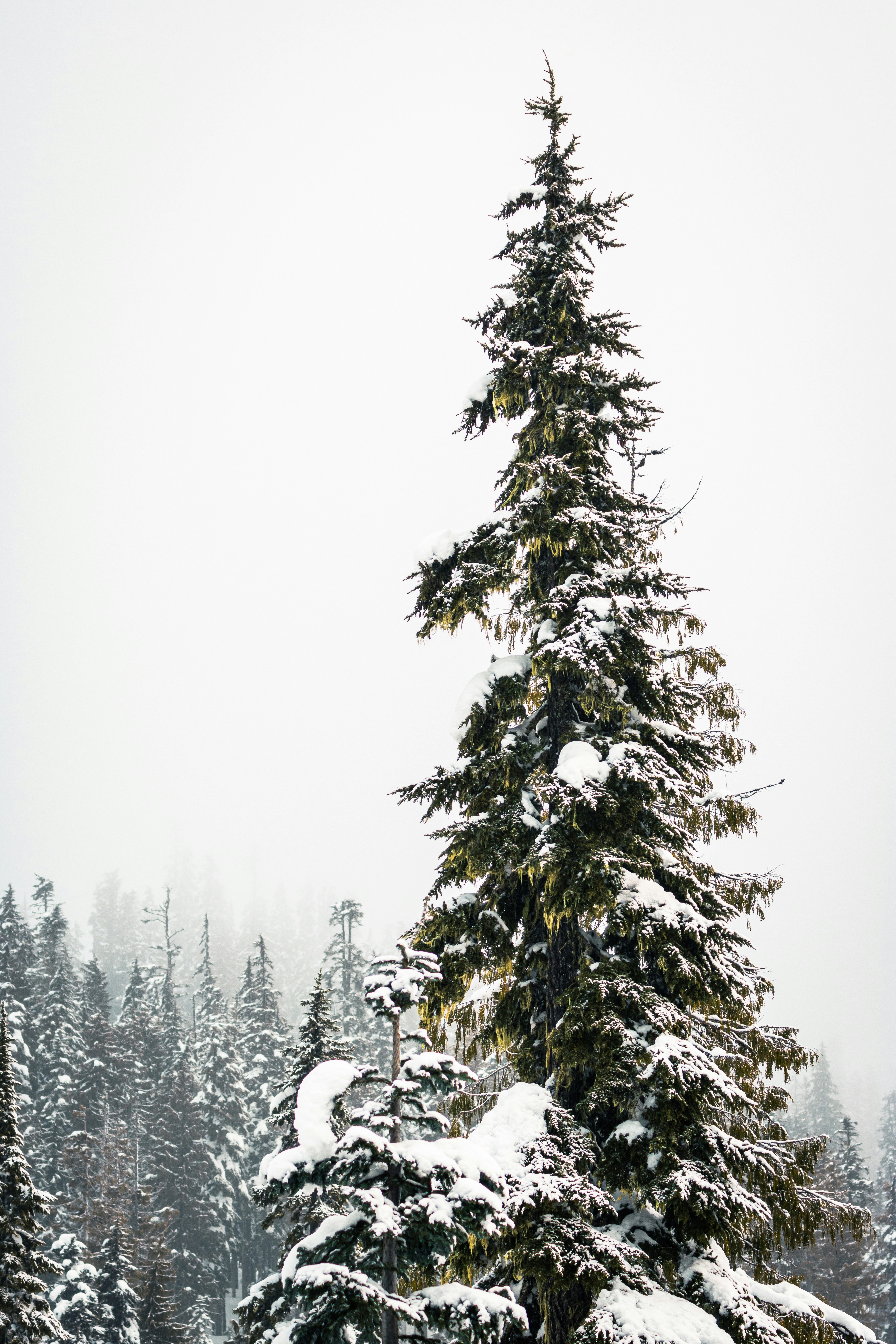 A towering evergreen blanketed in snow stands against a misty backdrop, embodying the tranquility of a winter landscape.