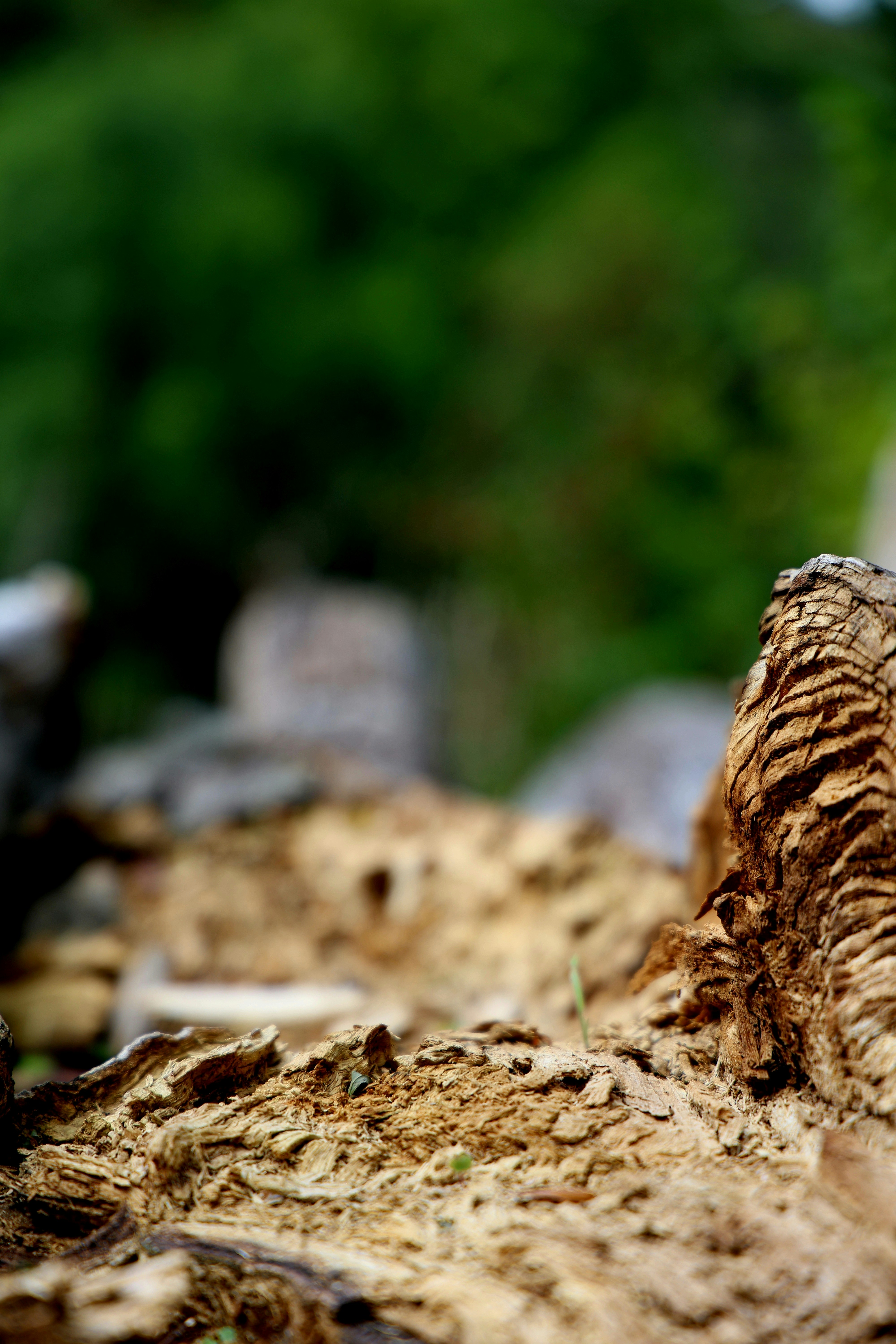 Nature's Textured Canvas: The Story Beneath