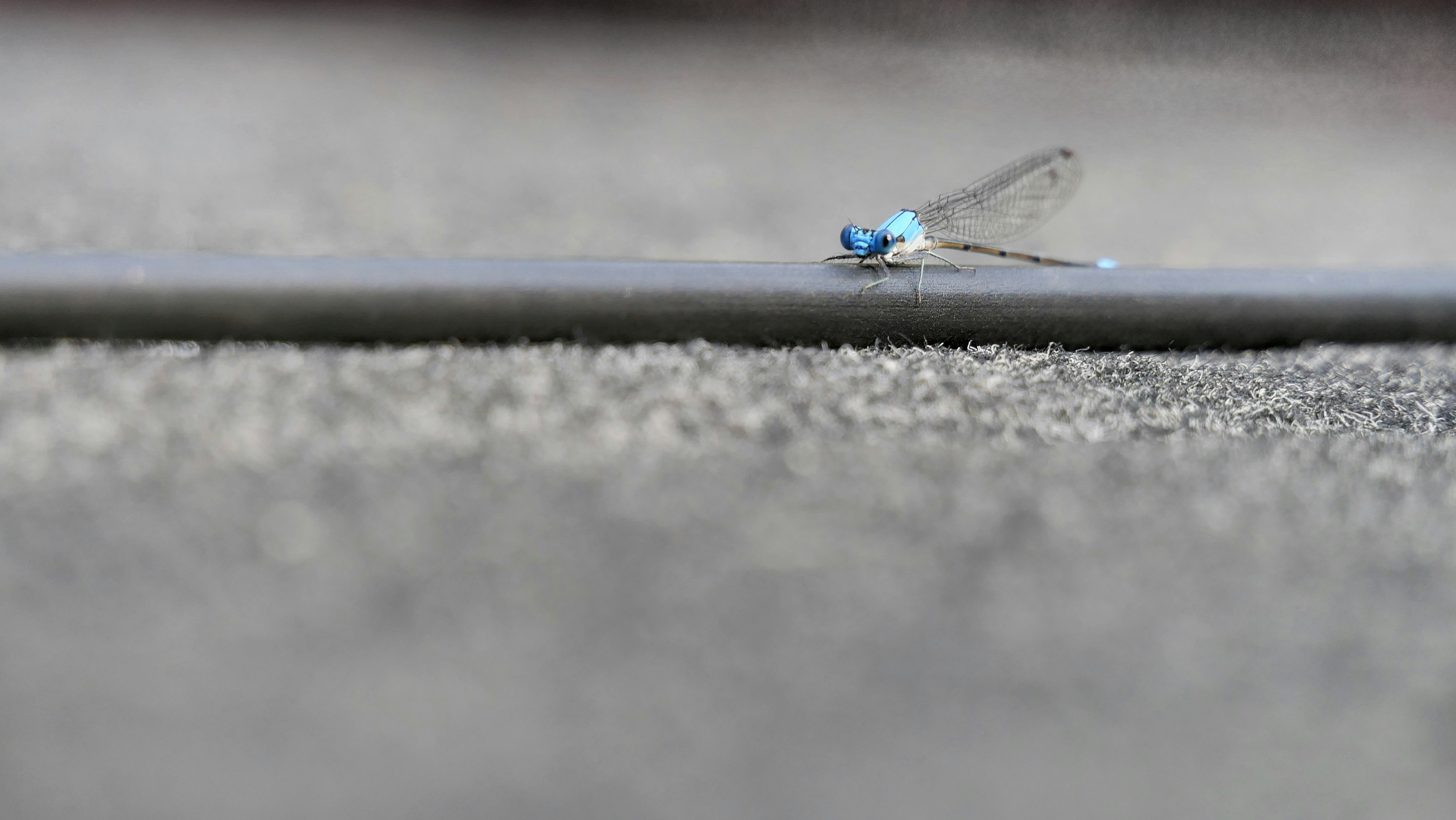 Blue dragonfly perched on a metallic surface, showcasing intricate details of its wings and body. The background is softly blurred, emphasizing the subject's vibrant colors.