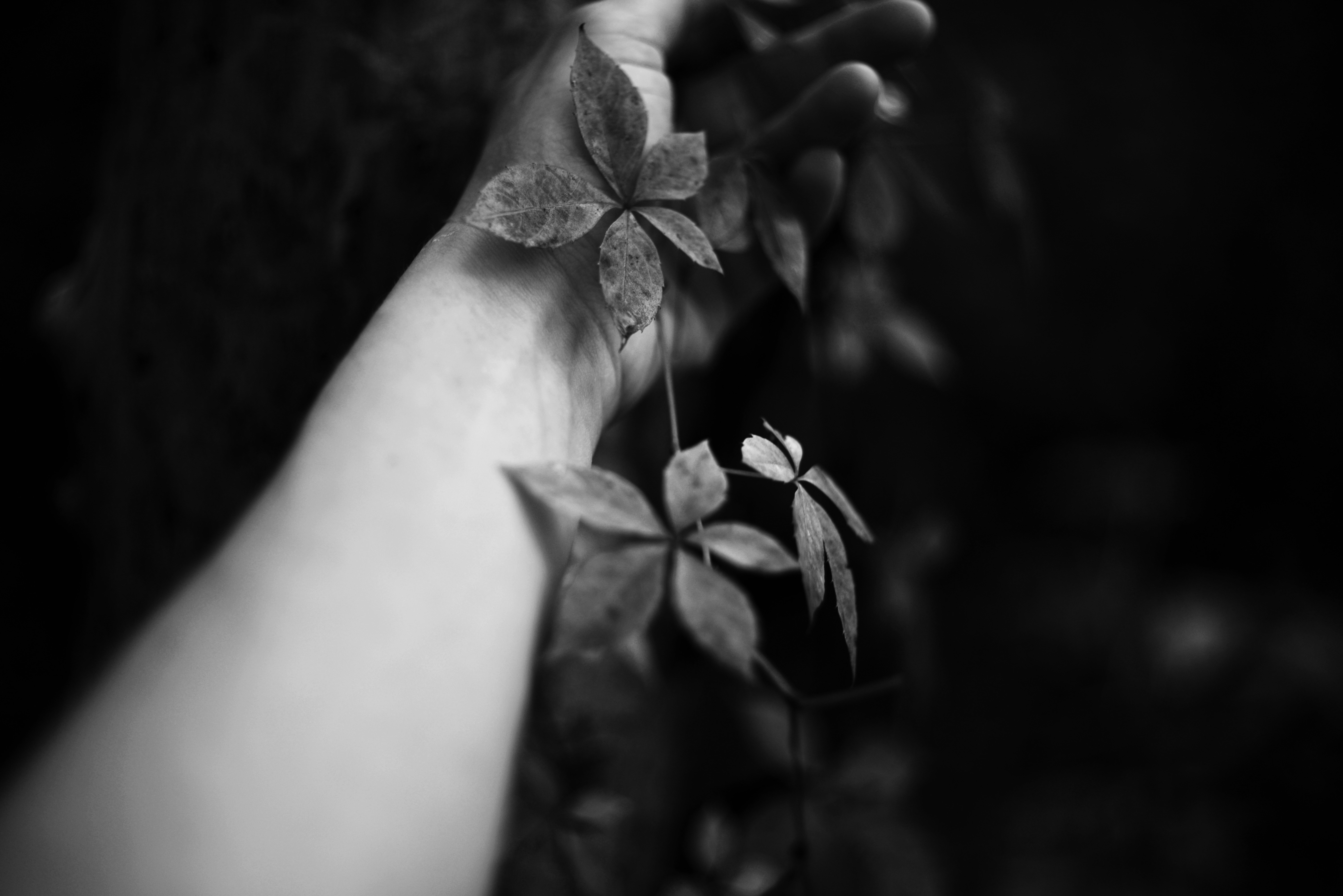 A hand gently touching leaves in black and white.
