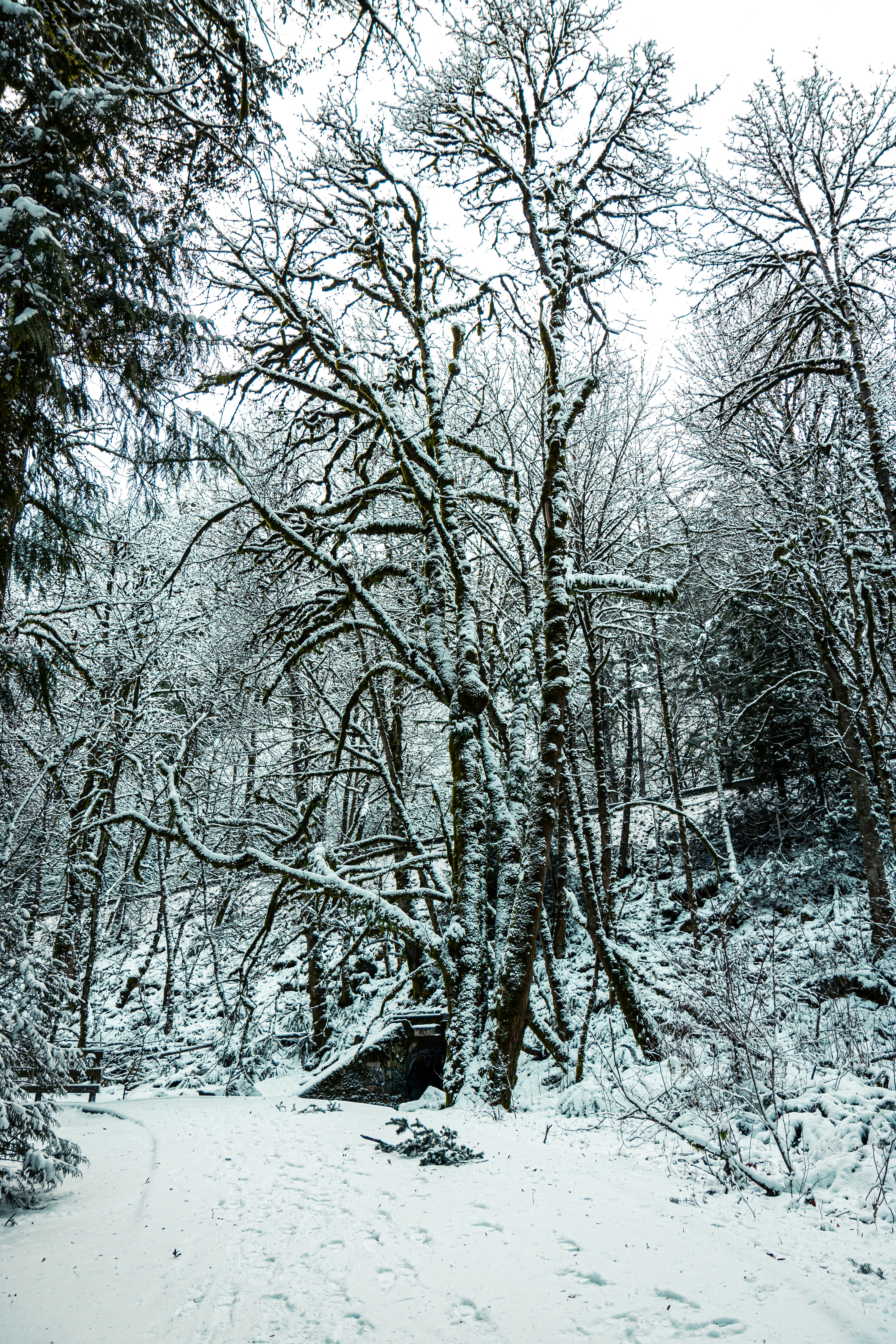 Snow-covered trees lining a winding path through a tranquil forest. The scene evokes a sense of serene isolation.