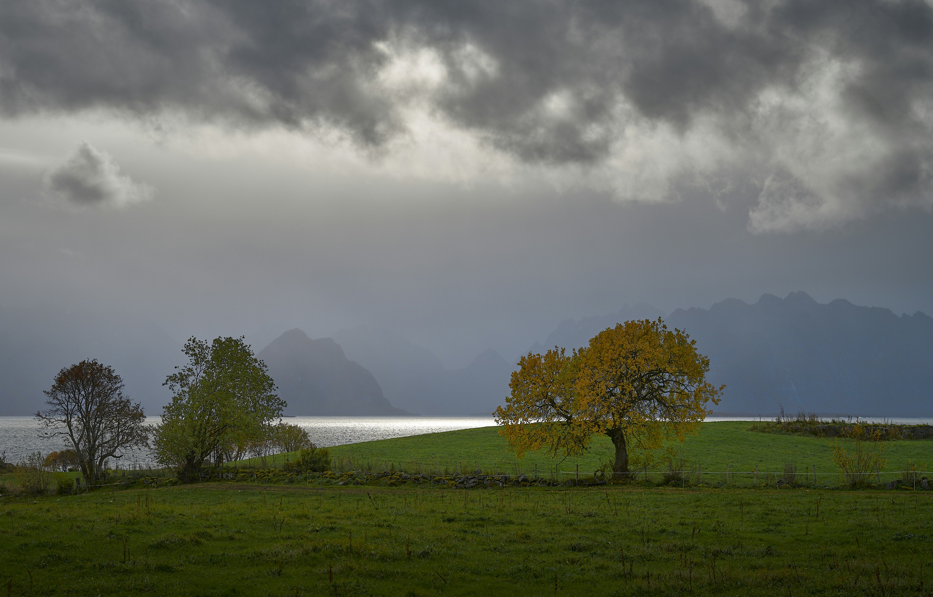 Stormy sky over a golden tree and green field.