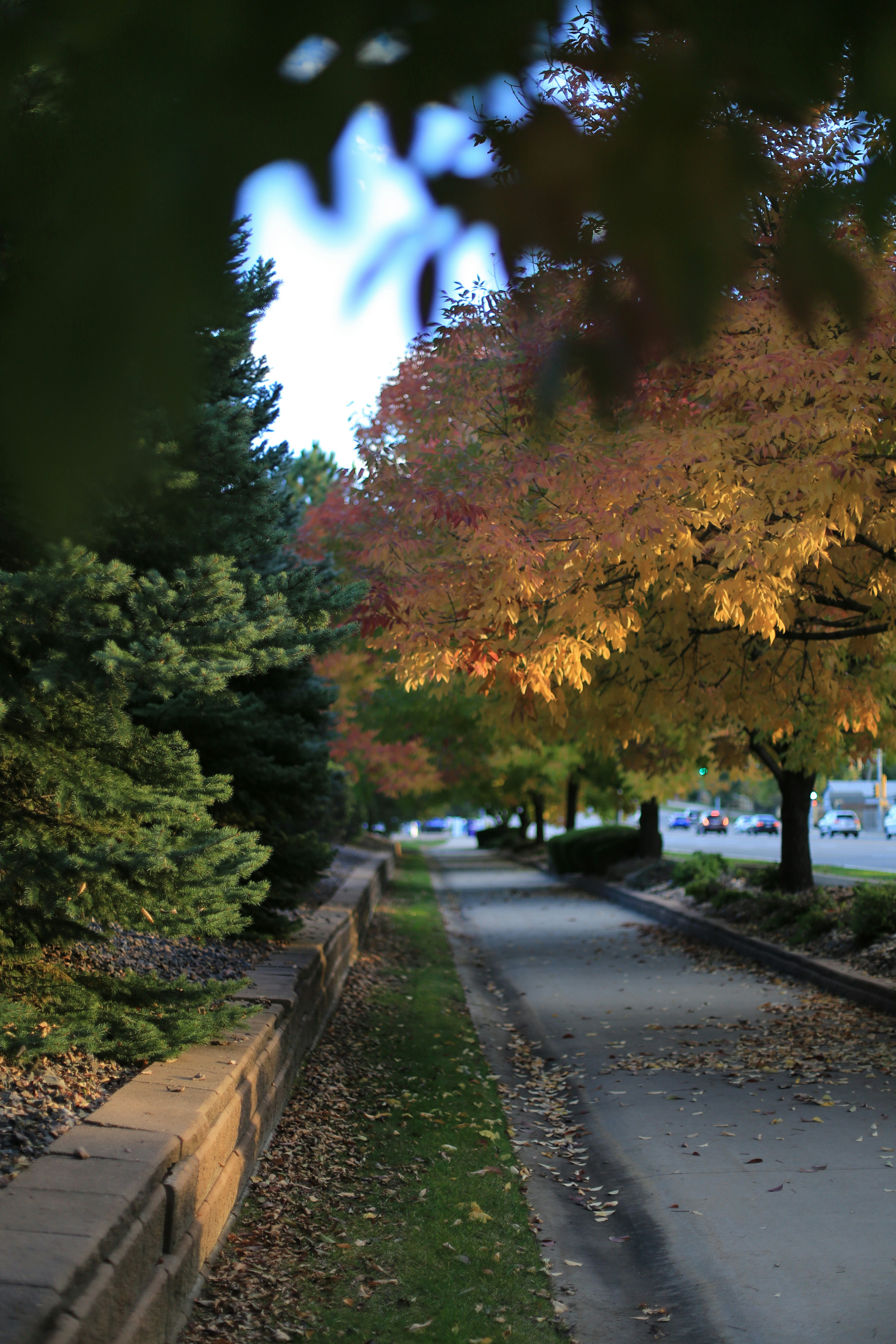 Vibrant autumn foliage lines a quiet sidewalk, showcasing a blend of green and golden leaves. Soft light filters through the trees, enhancing the seasonal colors.