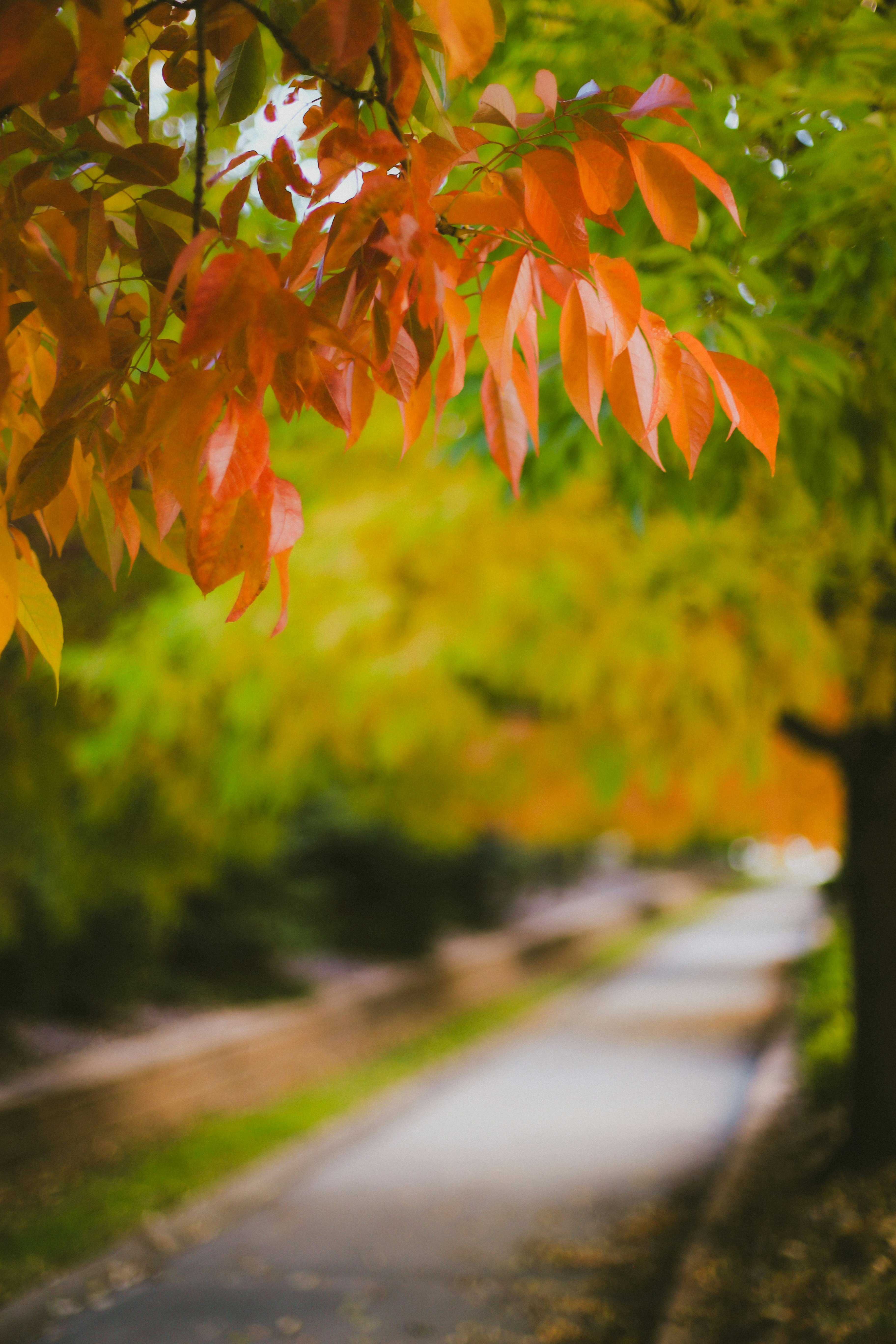 Vibrant autumn leaves in shades of orange and red frame a softly blurred path, inviting exploration. The scene captures the essence of fall's beauty.