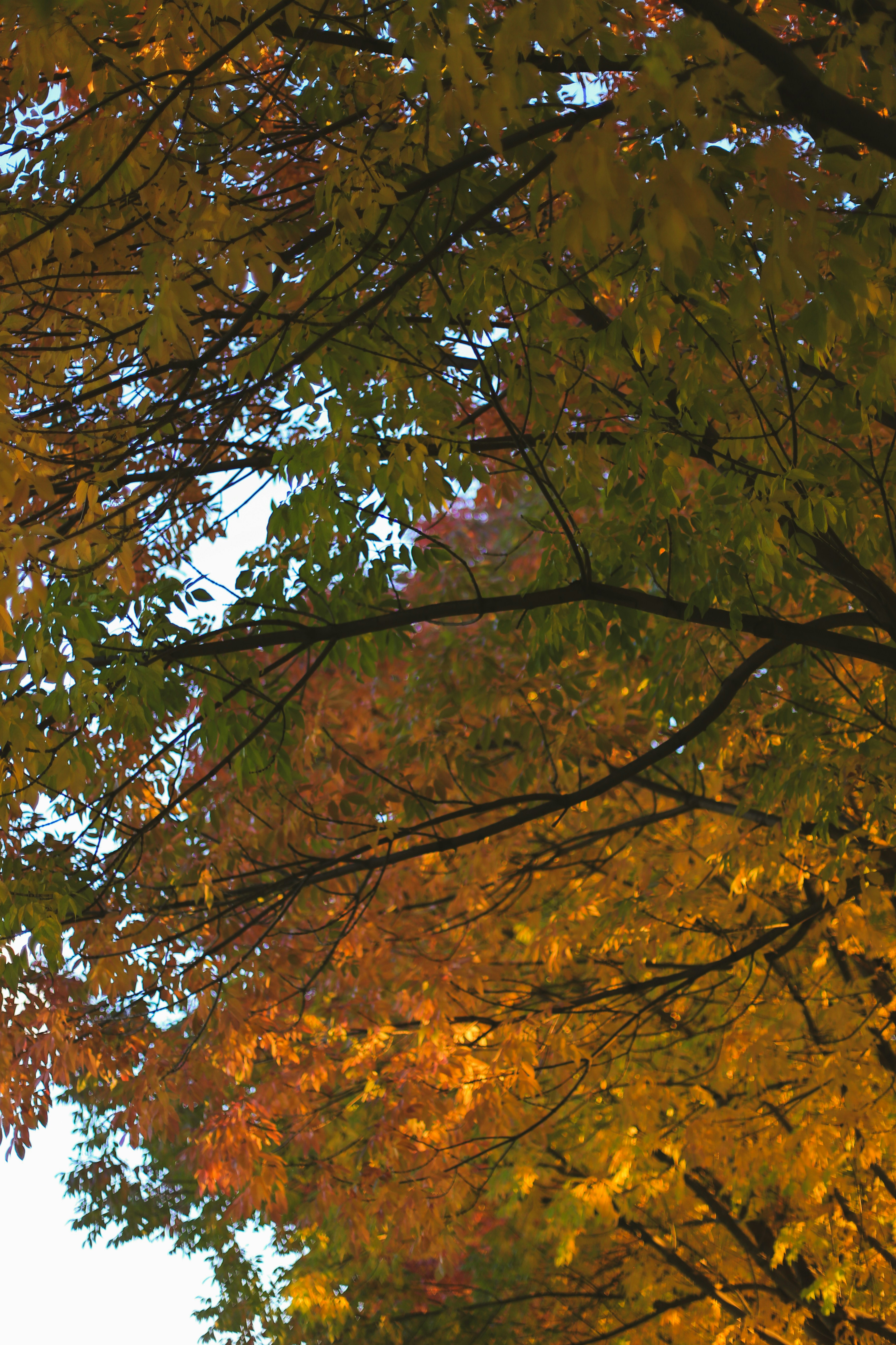 Vibrant autumn leaves in shades of orange and yellow, interspersed with green foliage, create a serene canopy against a clear sky.