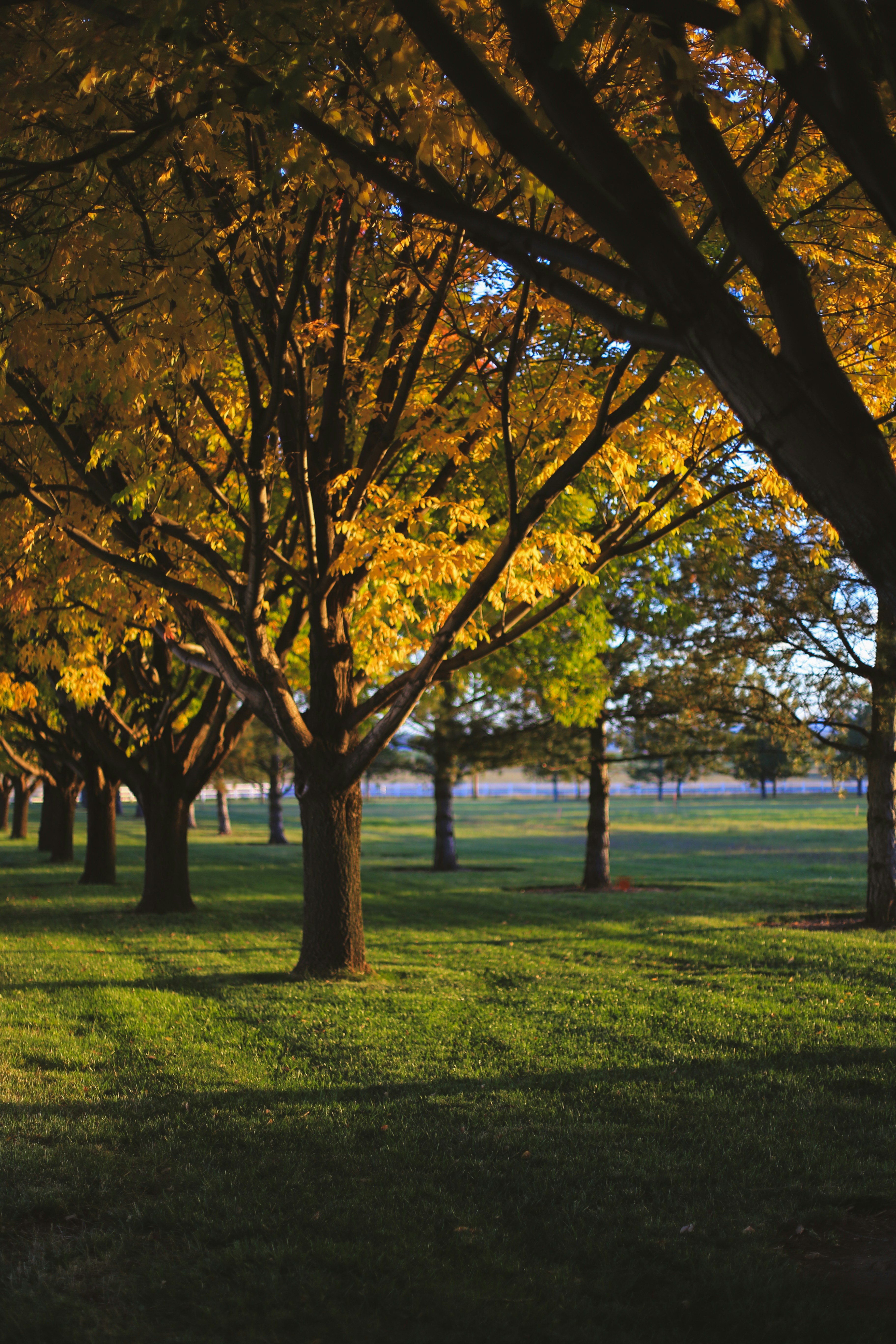 Golden leaves glimmer under the sun, framing a serene park pathway lined with trees. The scene captures the essence of fall tranquility.