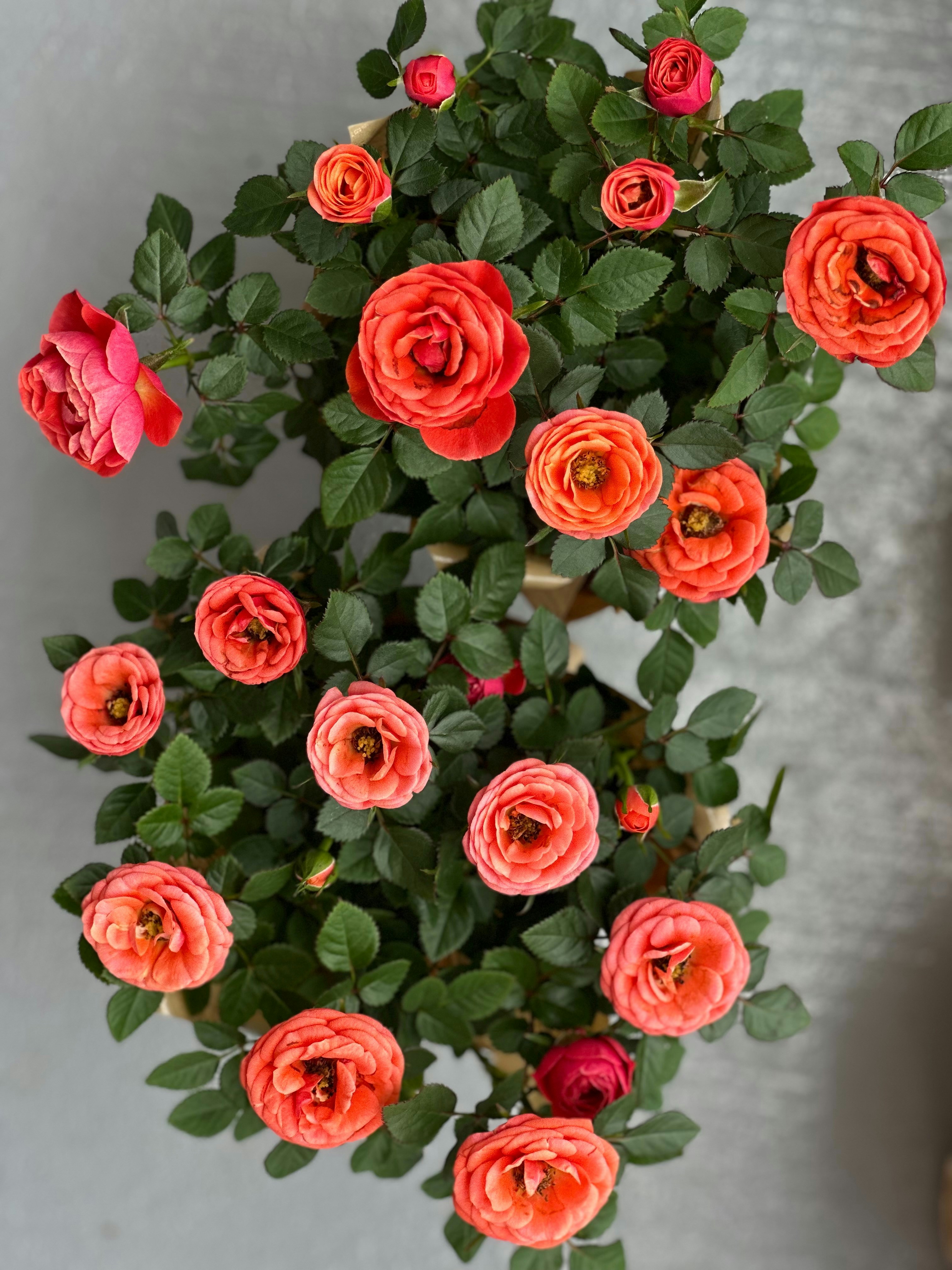 Roses. | A bush with many small orange and pink roses.