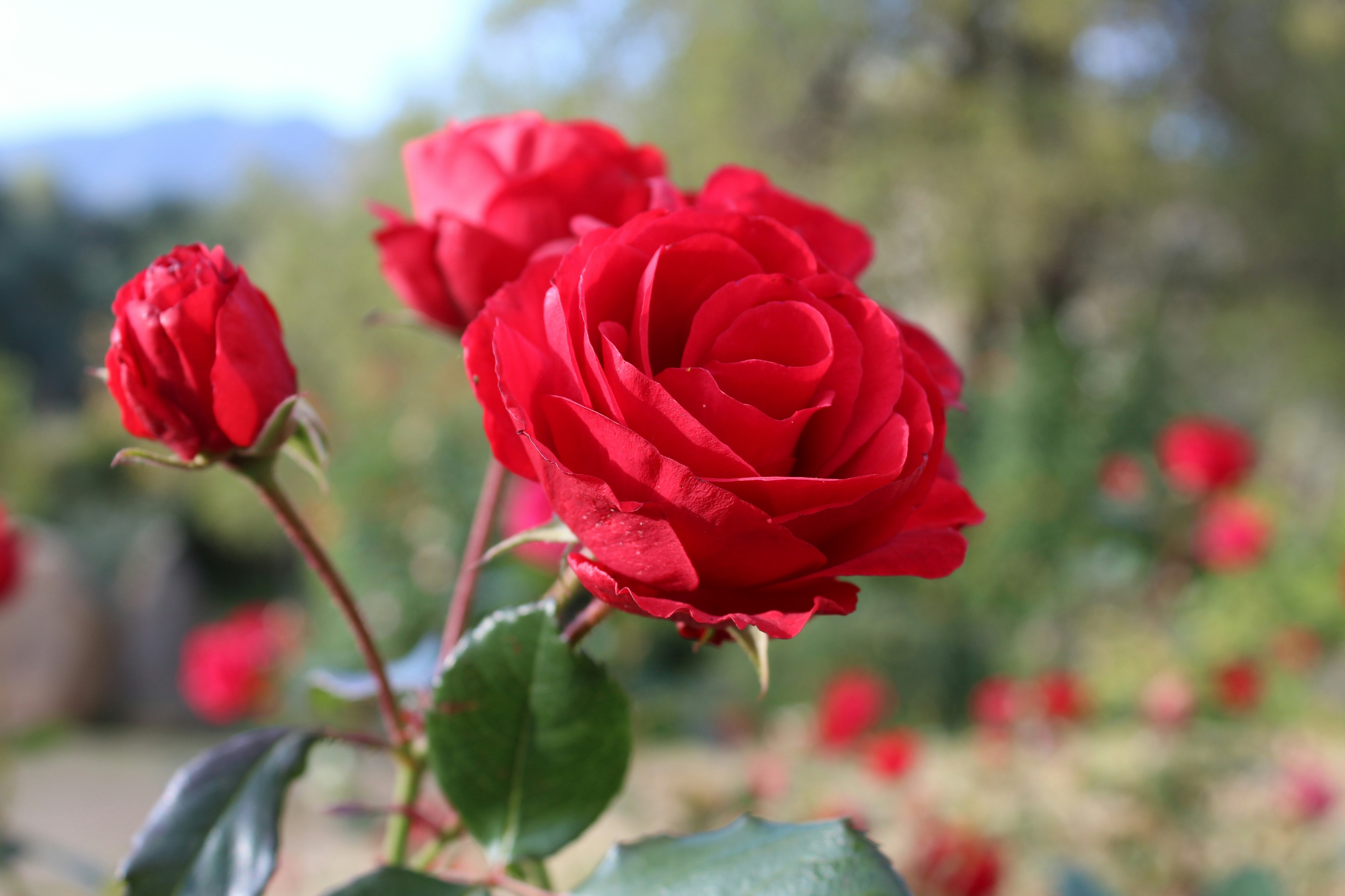 Close-up of a vibrant red rose in bloom.