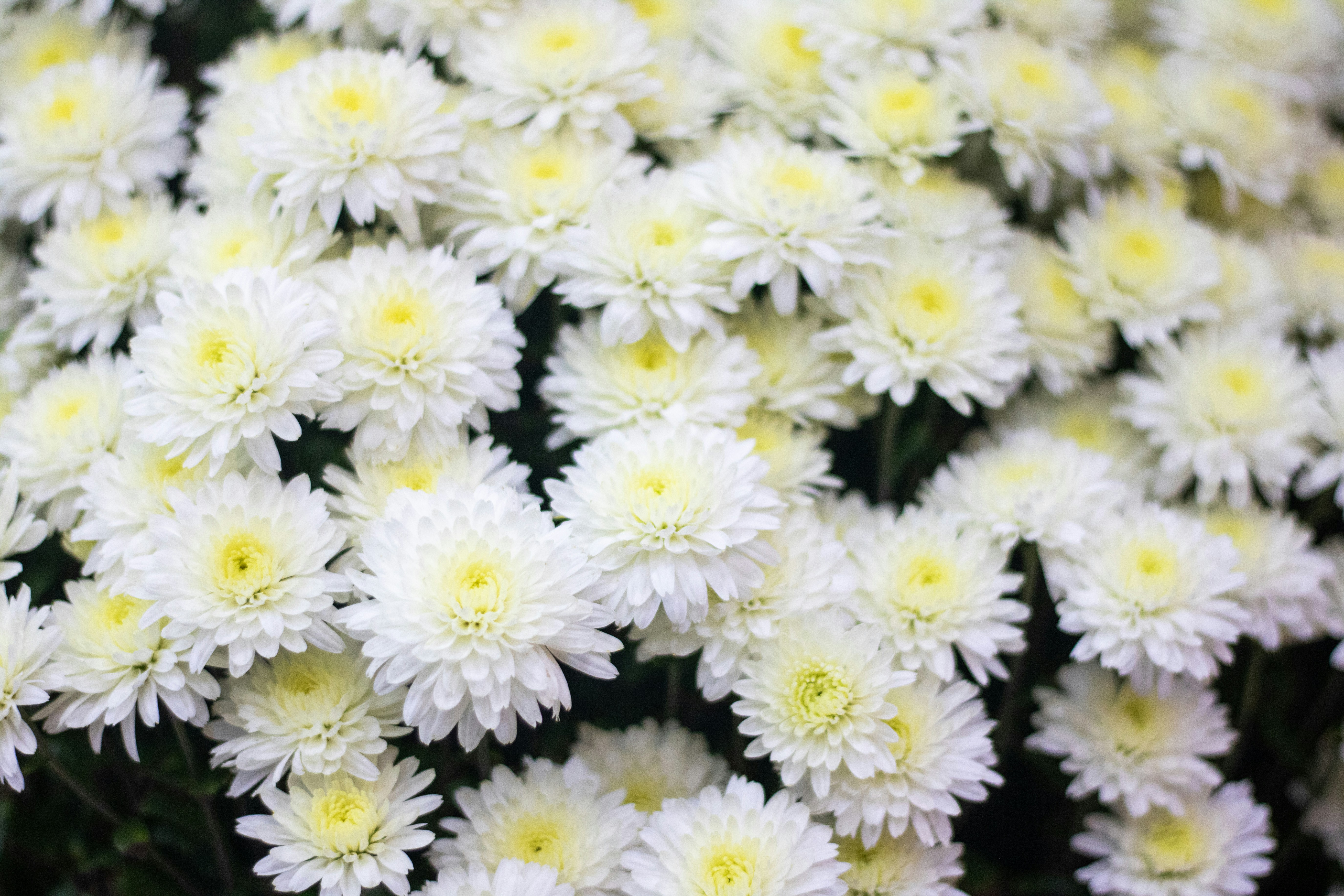 A cluster of white chrysanthemums with yellow centers.