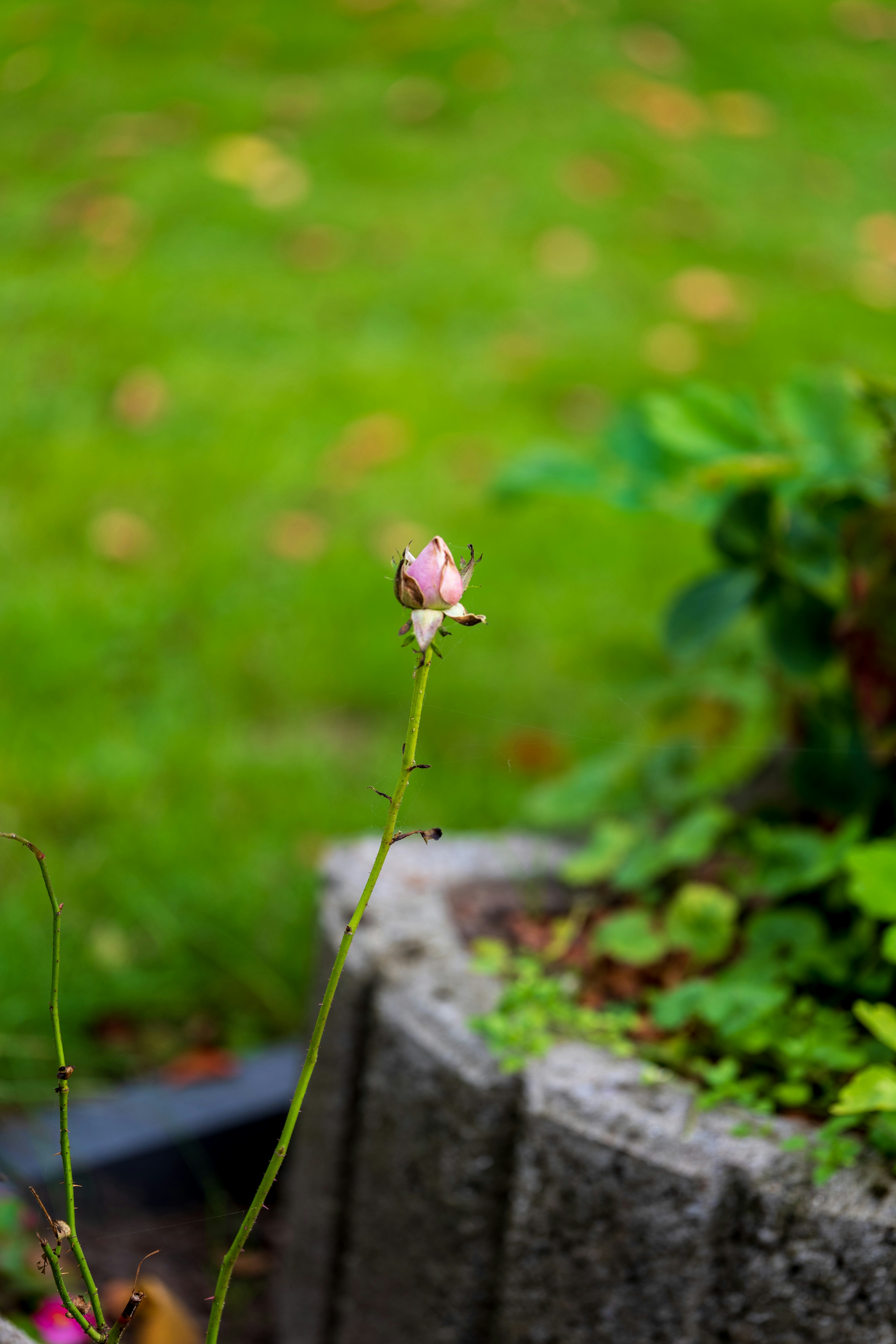 Emerging Beauty: A Bud's Journey