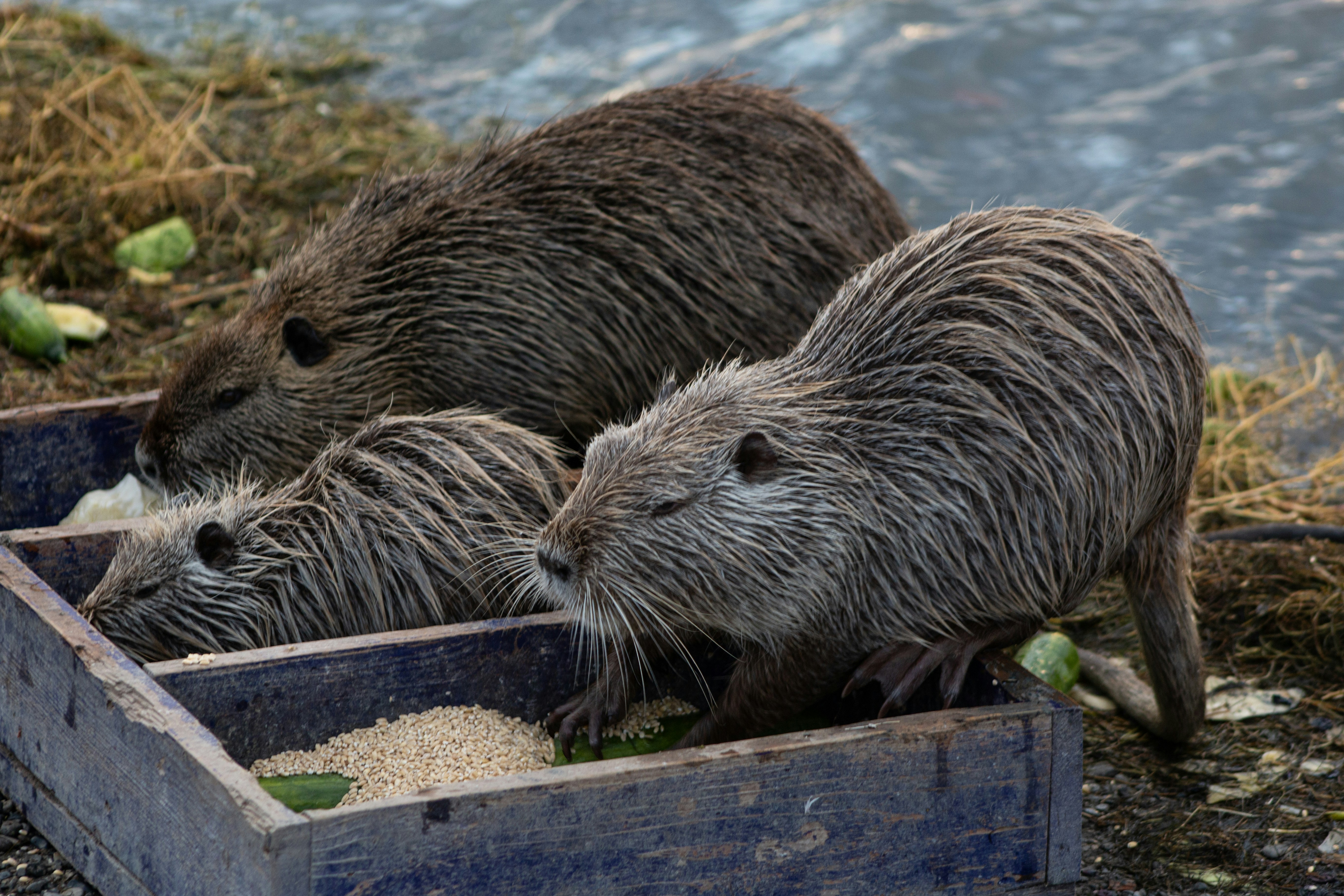 Feasting Beavers: A Moment of Nature's Harmony
