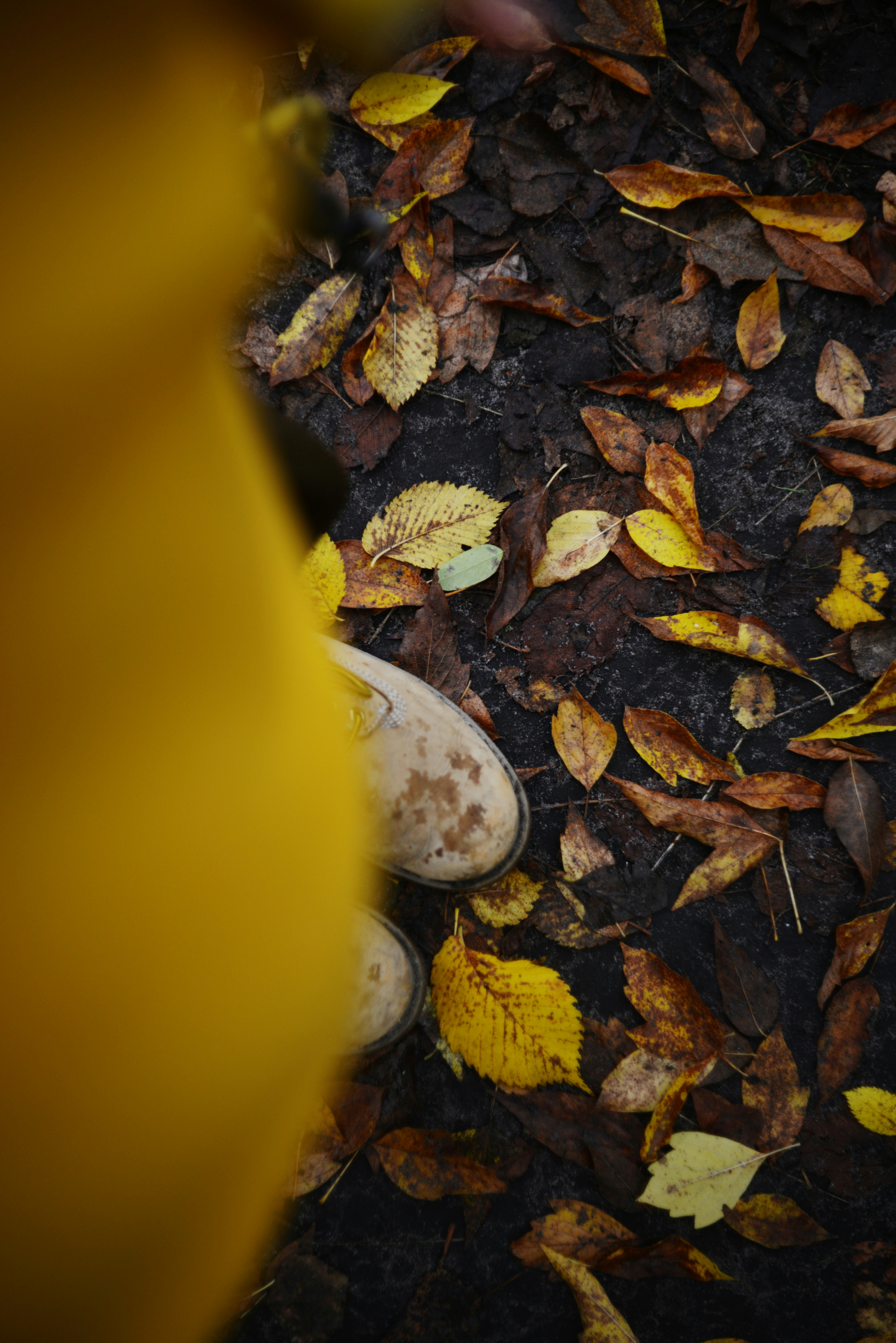 A person in yellow walks on fallen autumn leaves.