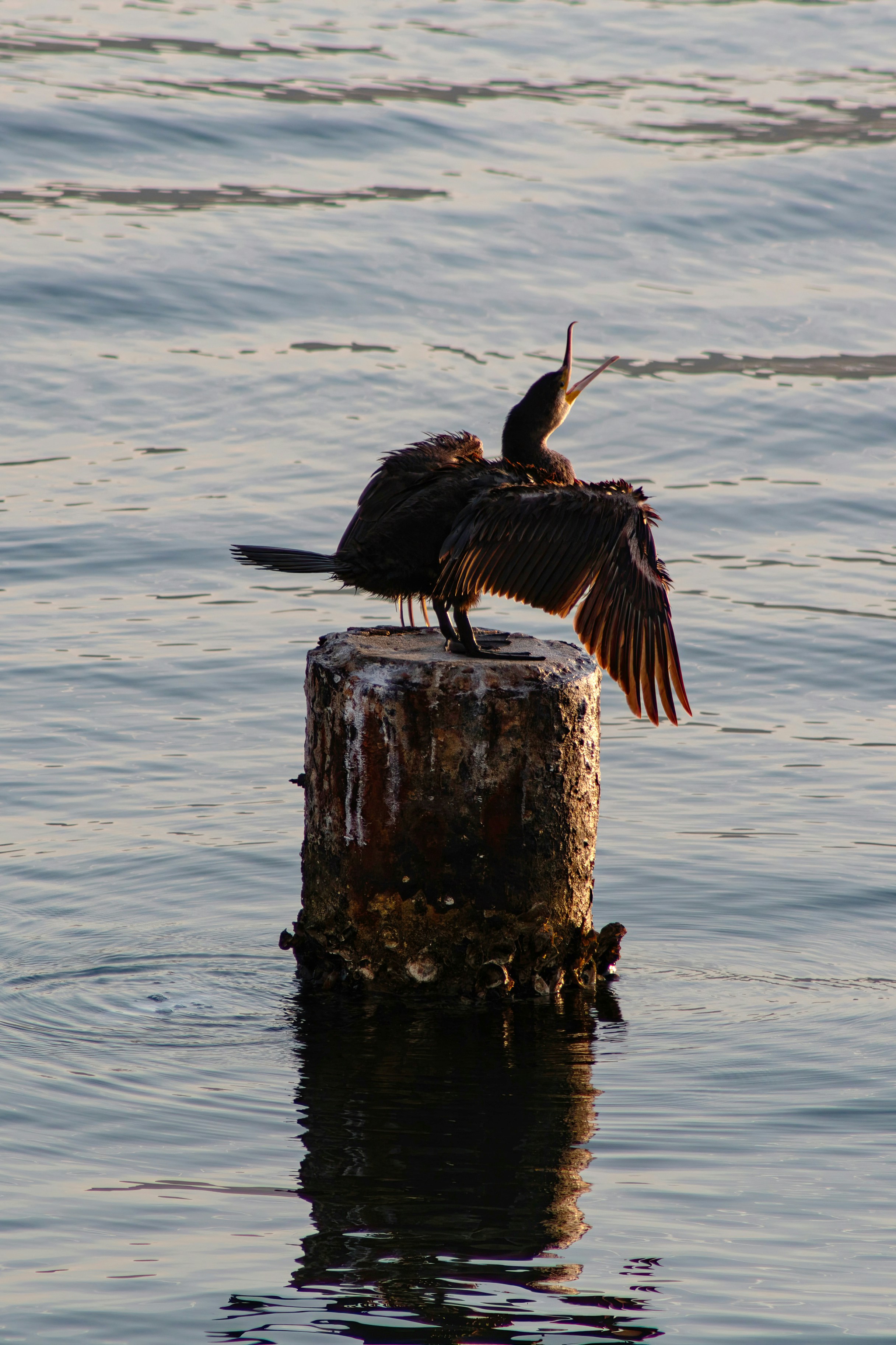 Winged Sentinel on a Weathered Post at Quiet Tide