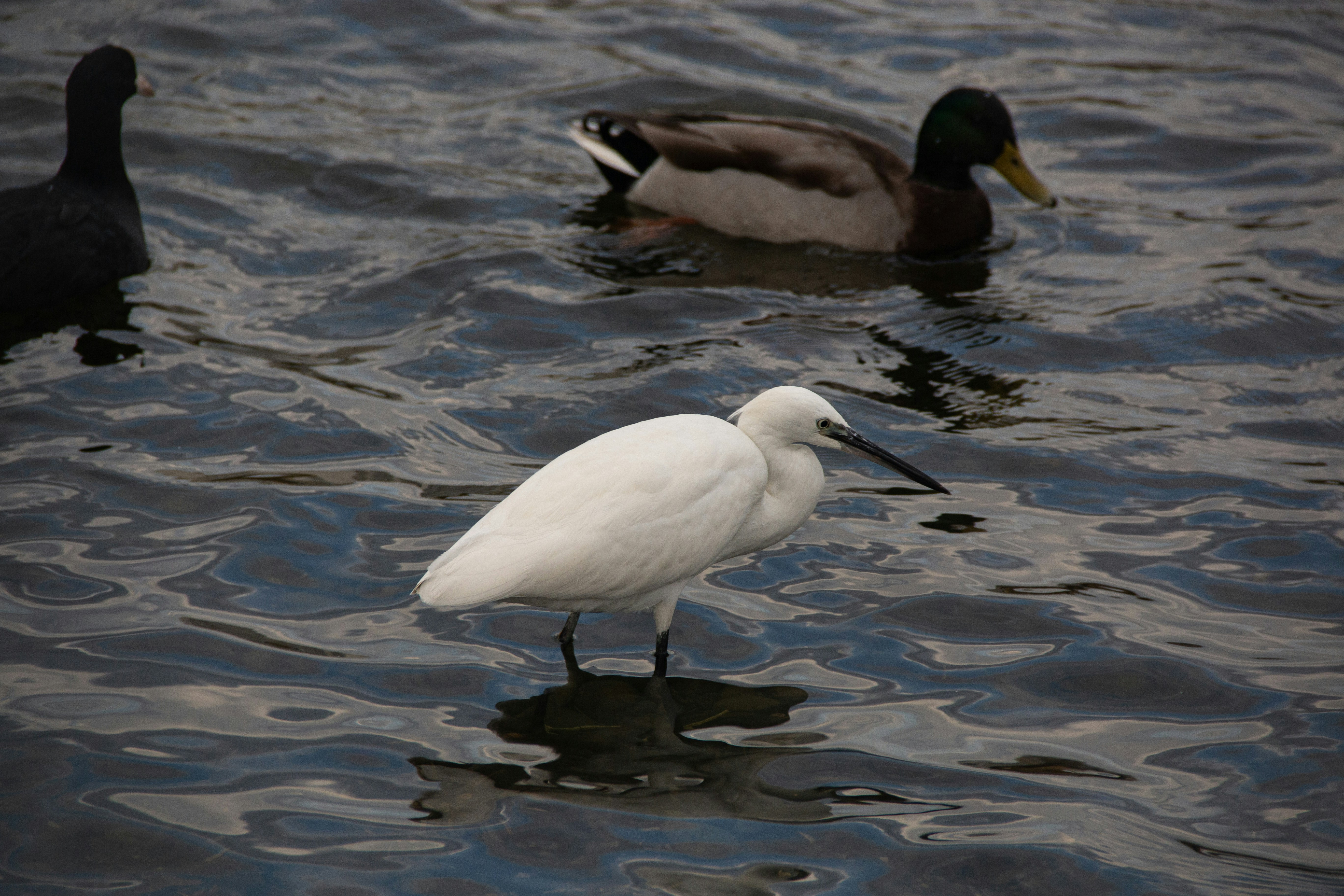 Elegance Amidst the Ripples
