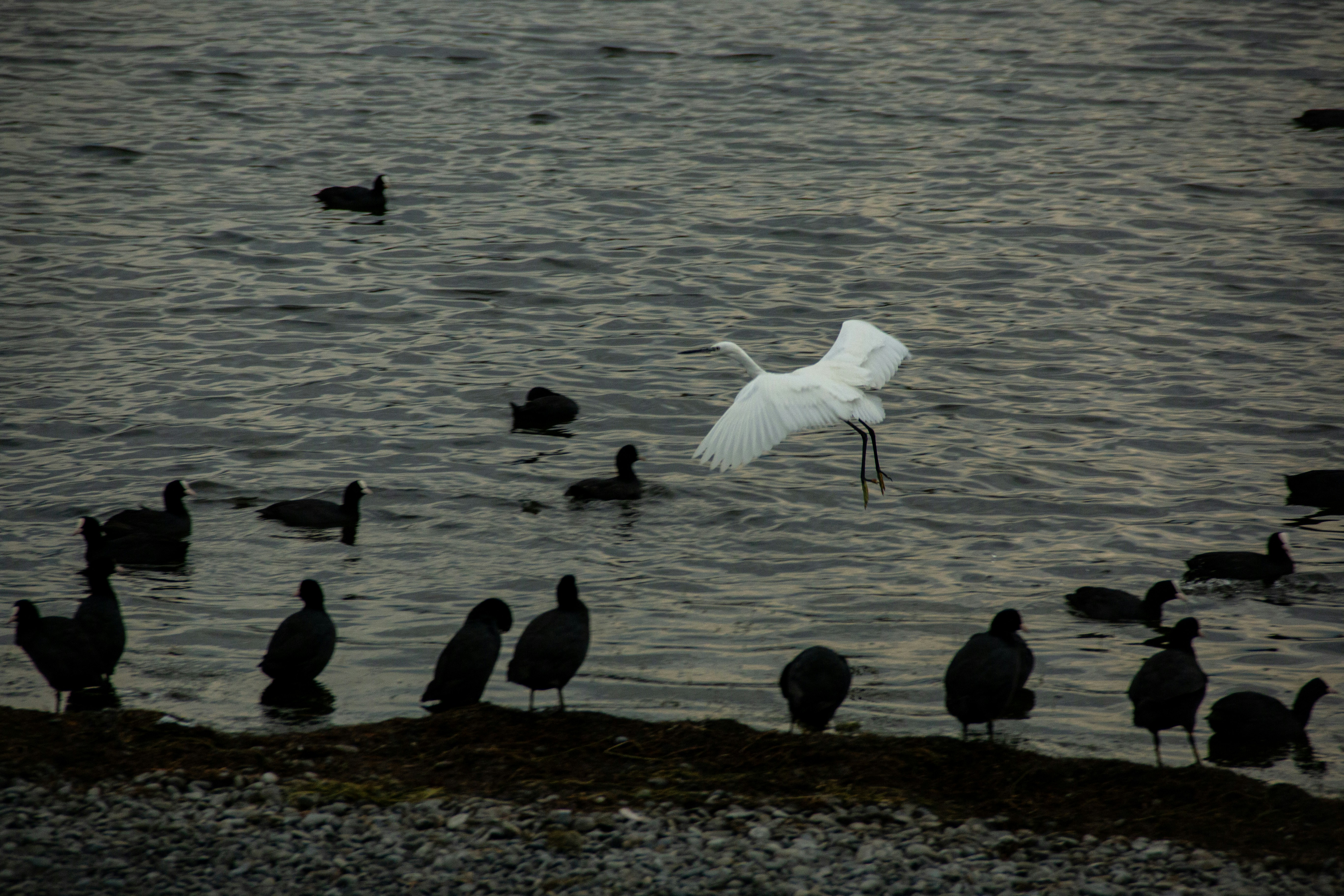 A white egret takes off from the water, surrounded by dark silhouettes of waterfowl. The scene captures the contrast between the bird's bright plumage and the shadowy figures below.