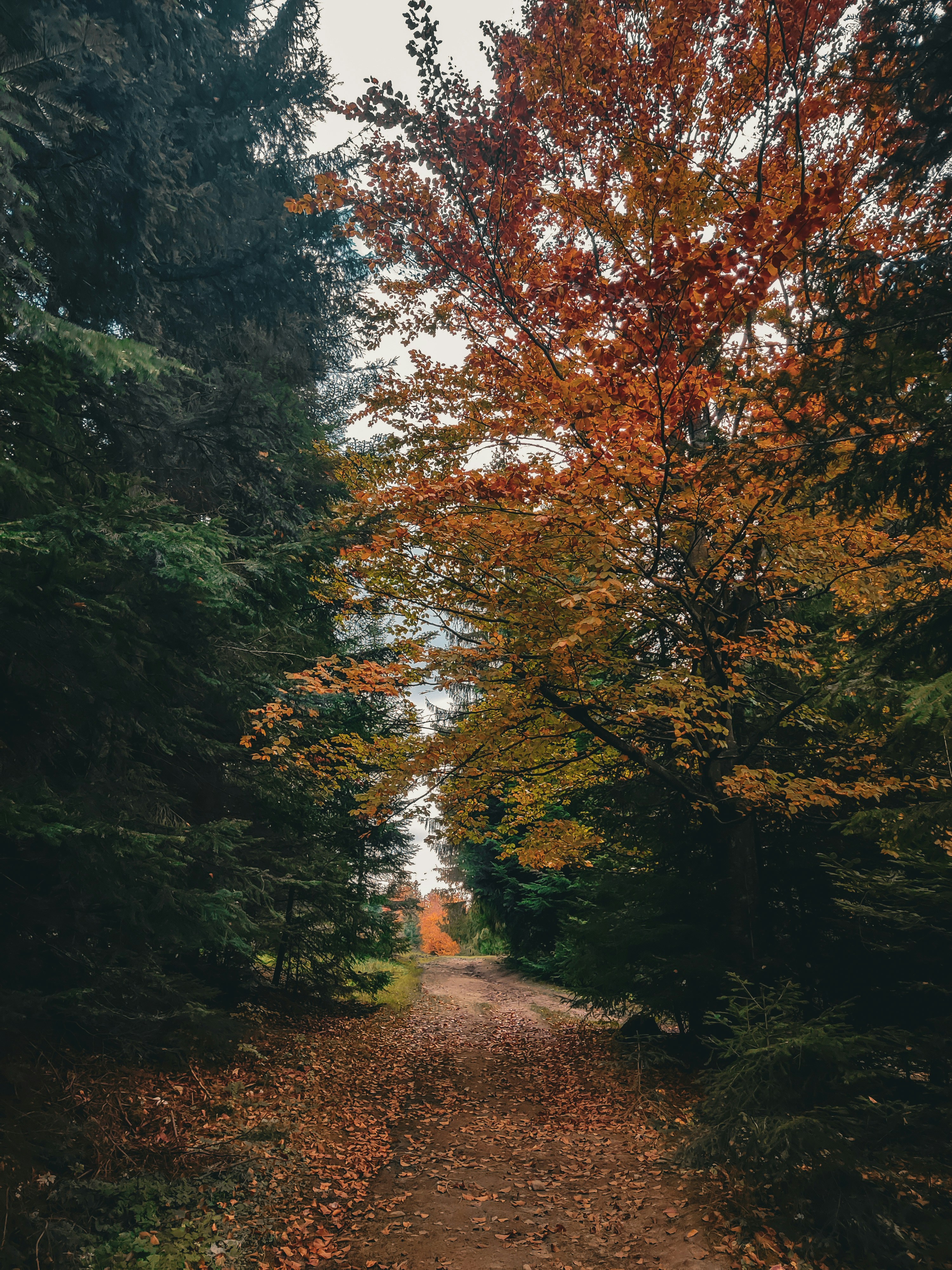 Autumn woodland path lined with fiery orange maples and deep green pines, carpeted in fallen leaves under a soft overcast sky. Just a snapshot of golden fall vibes. | Autumn path through a forest with colorful trees.