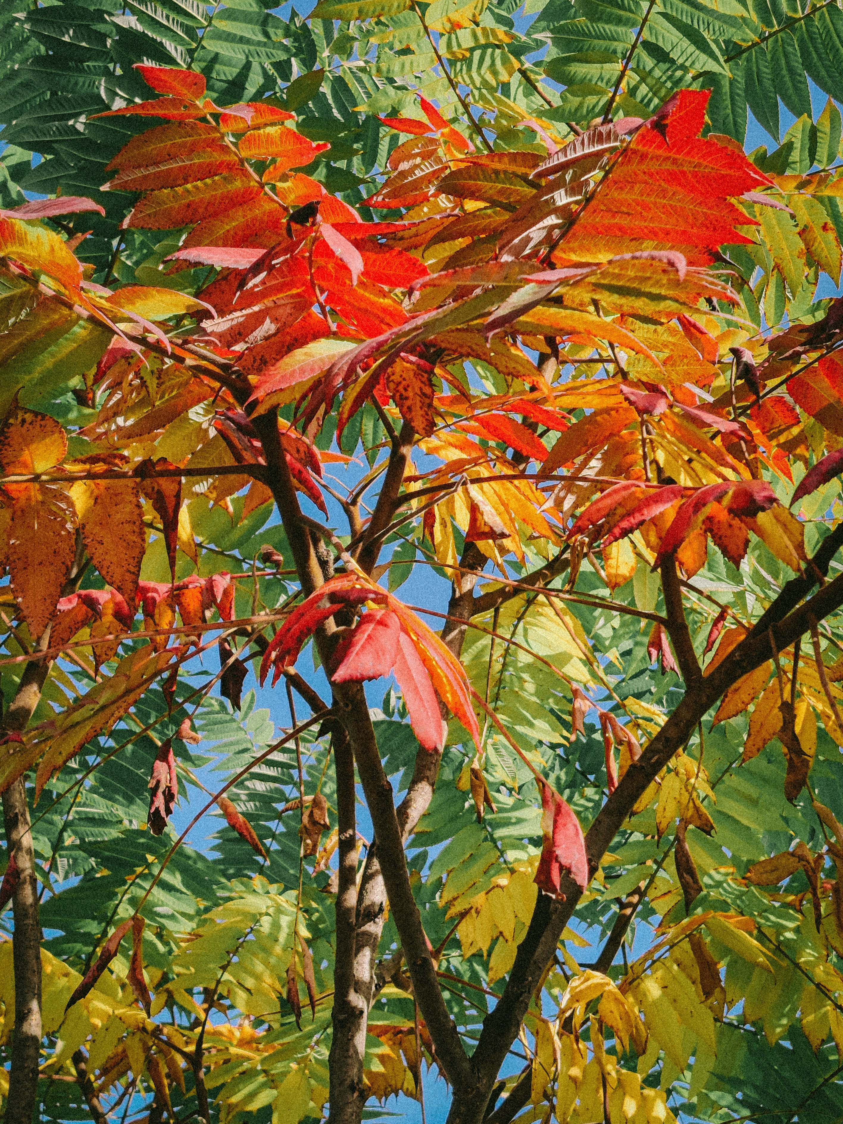 Brilliantly colored leaves in shades of red, orange, and yellow contrast against a clear blue sky, showcasing the beauty of autumn foliage.