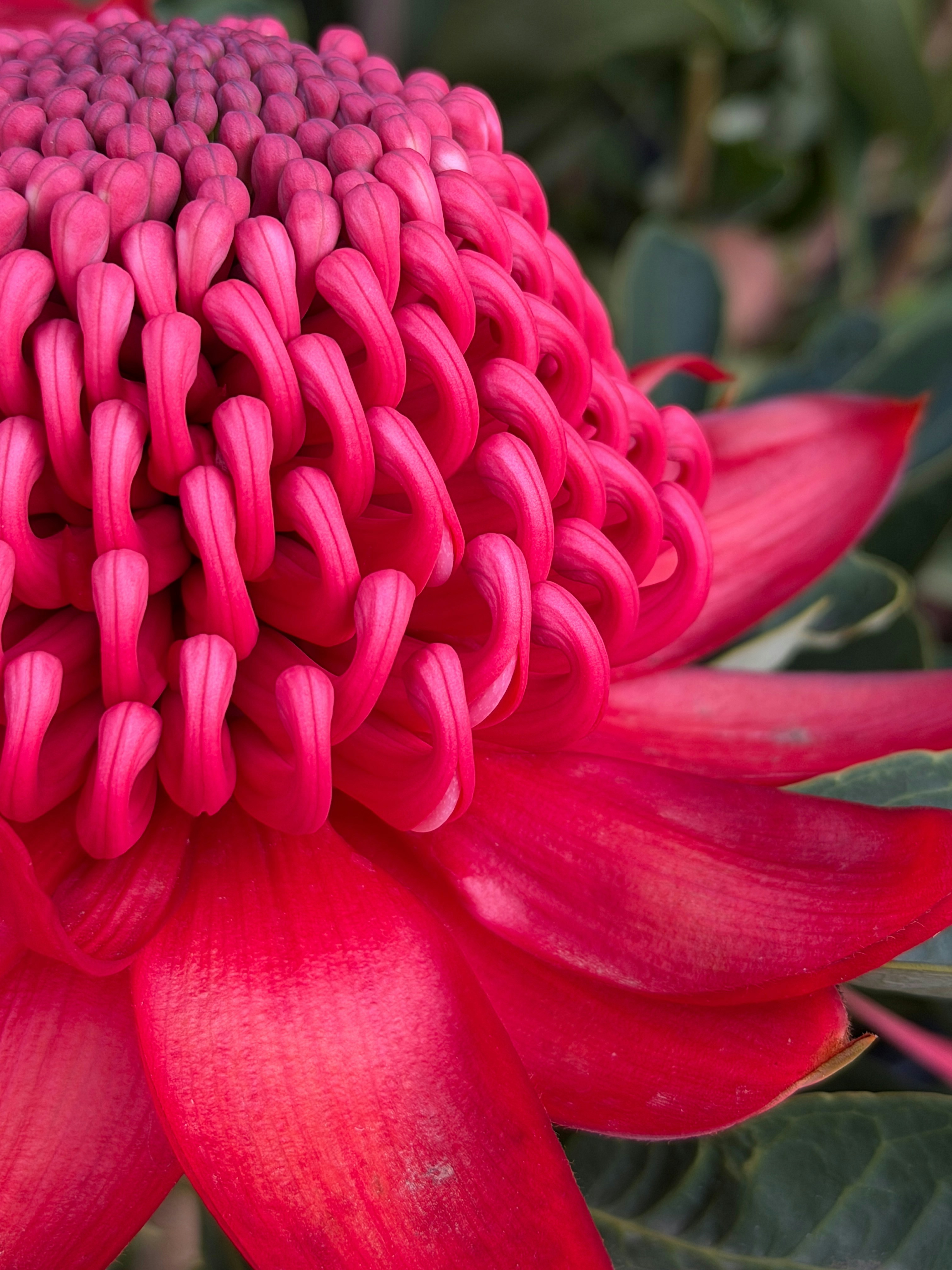 Telopea speciosissima | Close-up of a vibrant red waratah flower.
